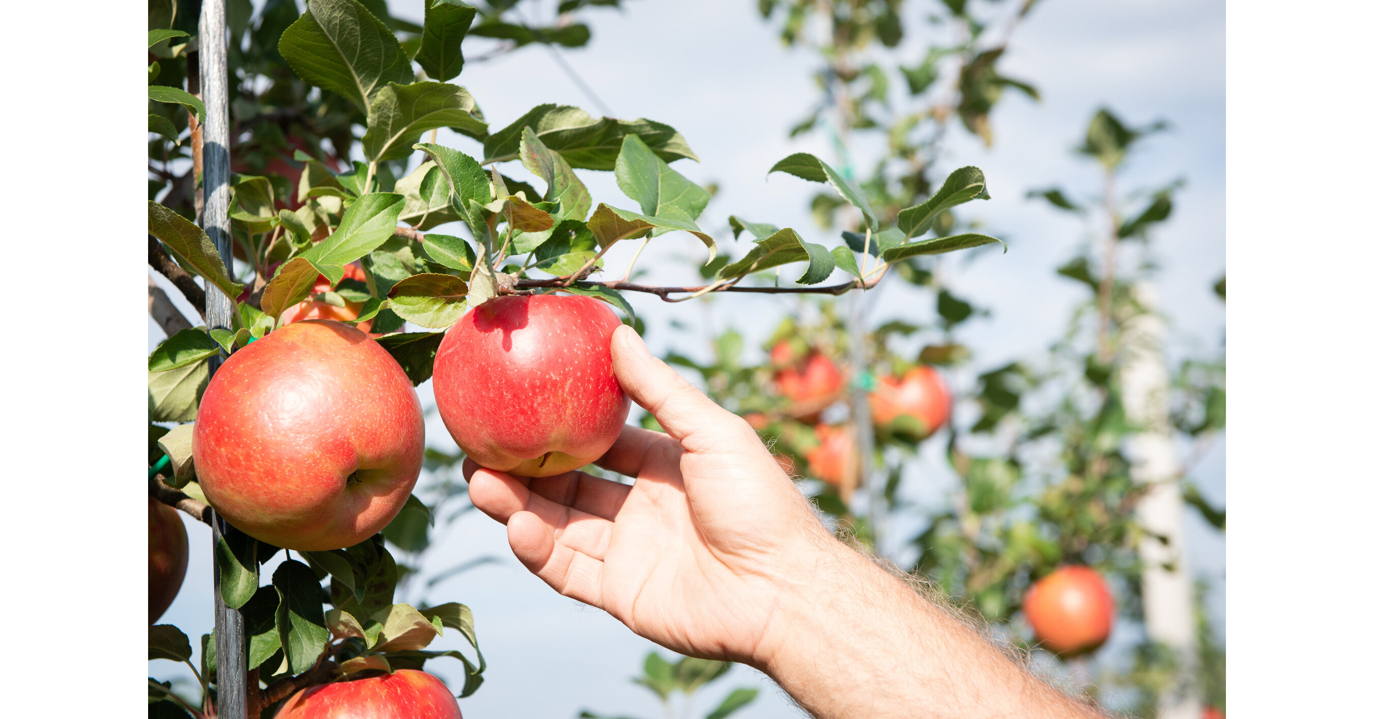 Une récolte record en 15 ans : la saison des pommes du Québec est amorcée!