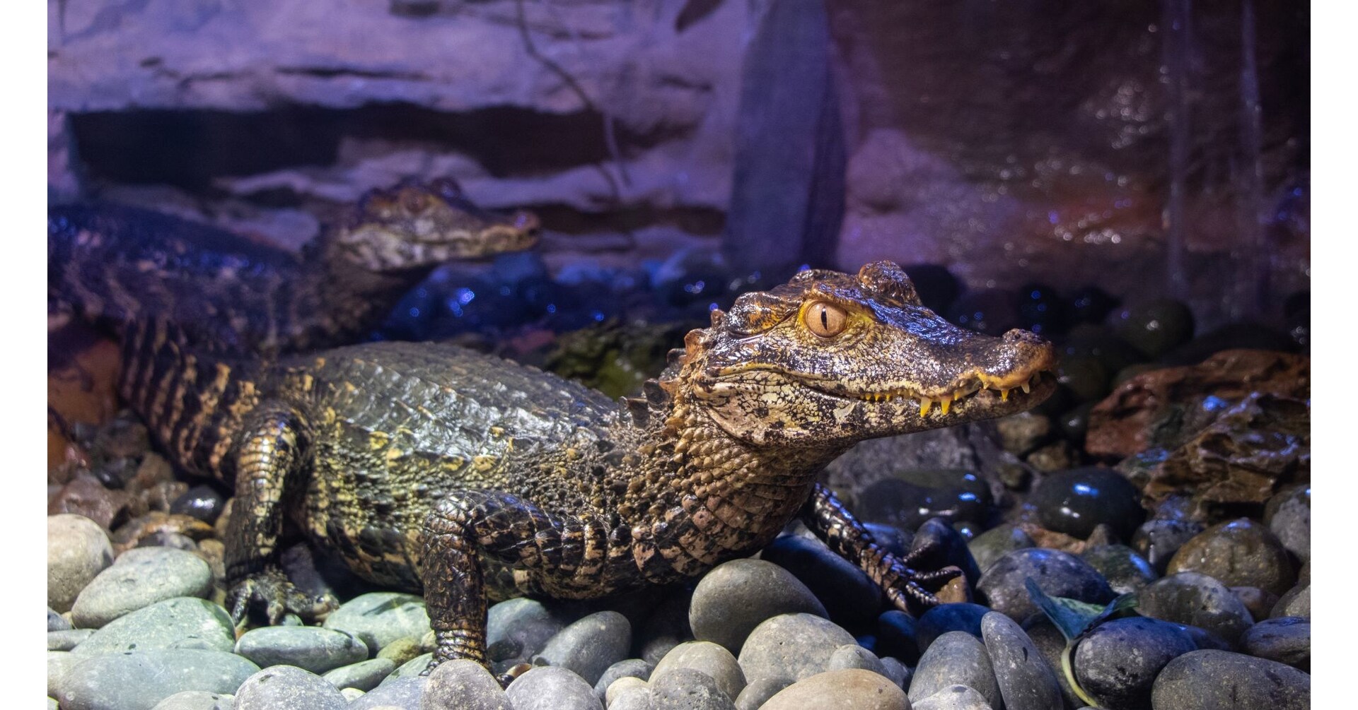 Myths Made Real with Dragons - Ripley's Aquarium of Canada's Newest Exhibit