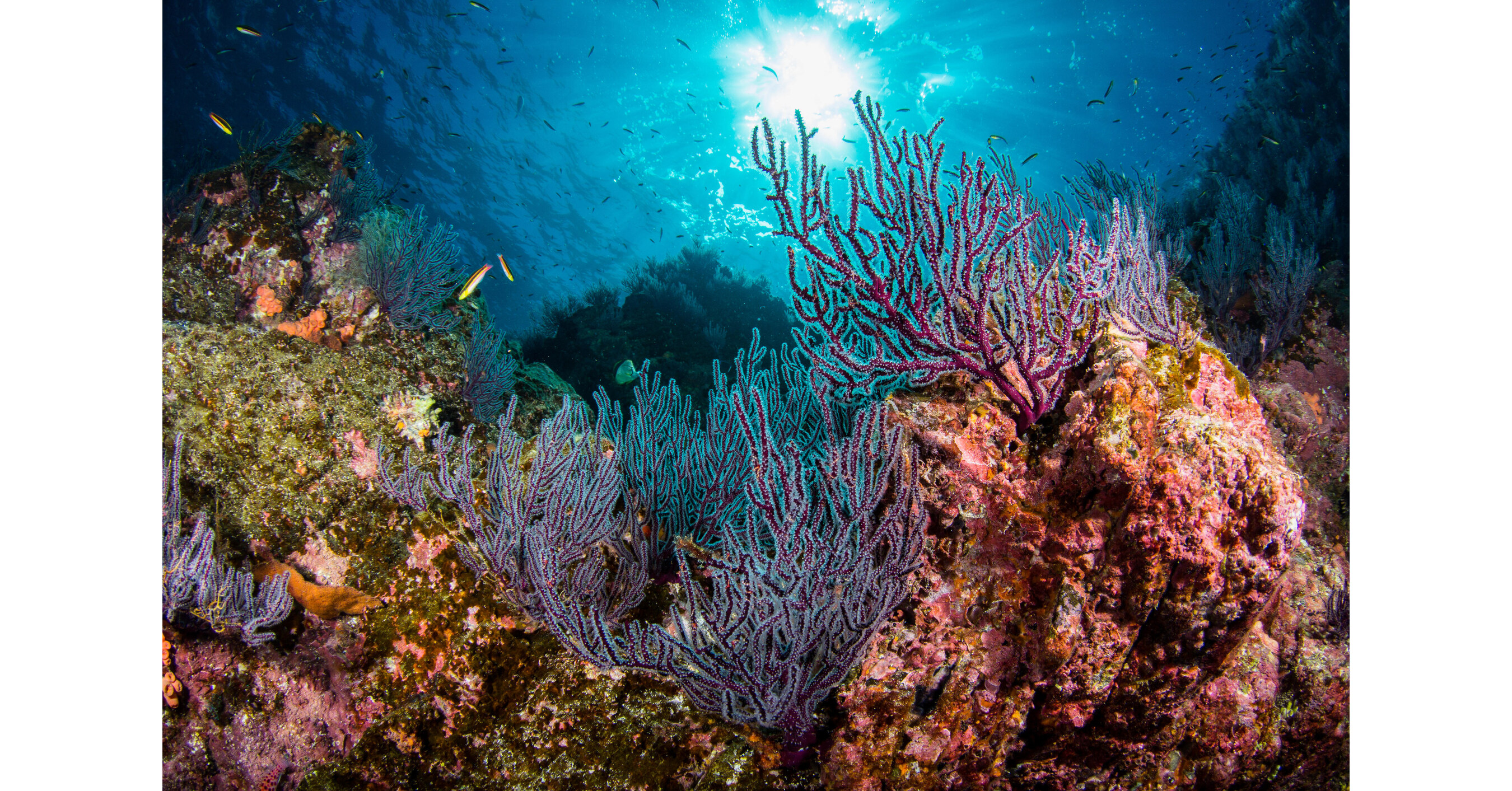 Memorial Reefs International Unveils Undersea Memorial Garden in La Paz ...