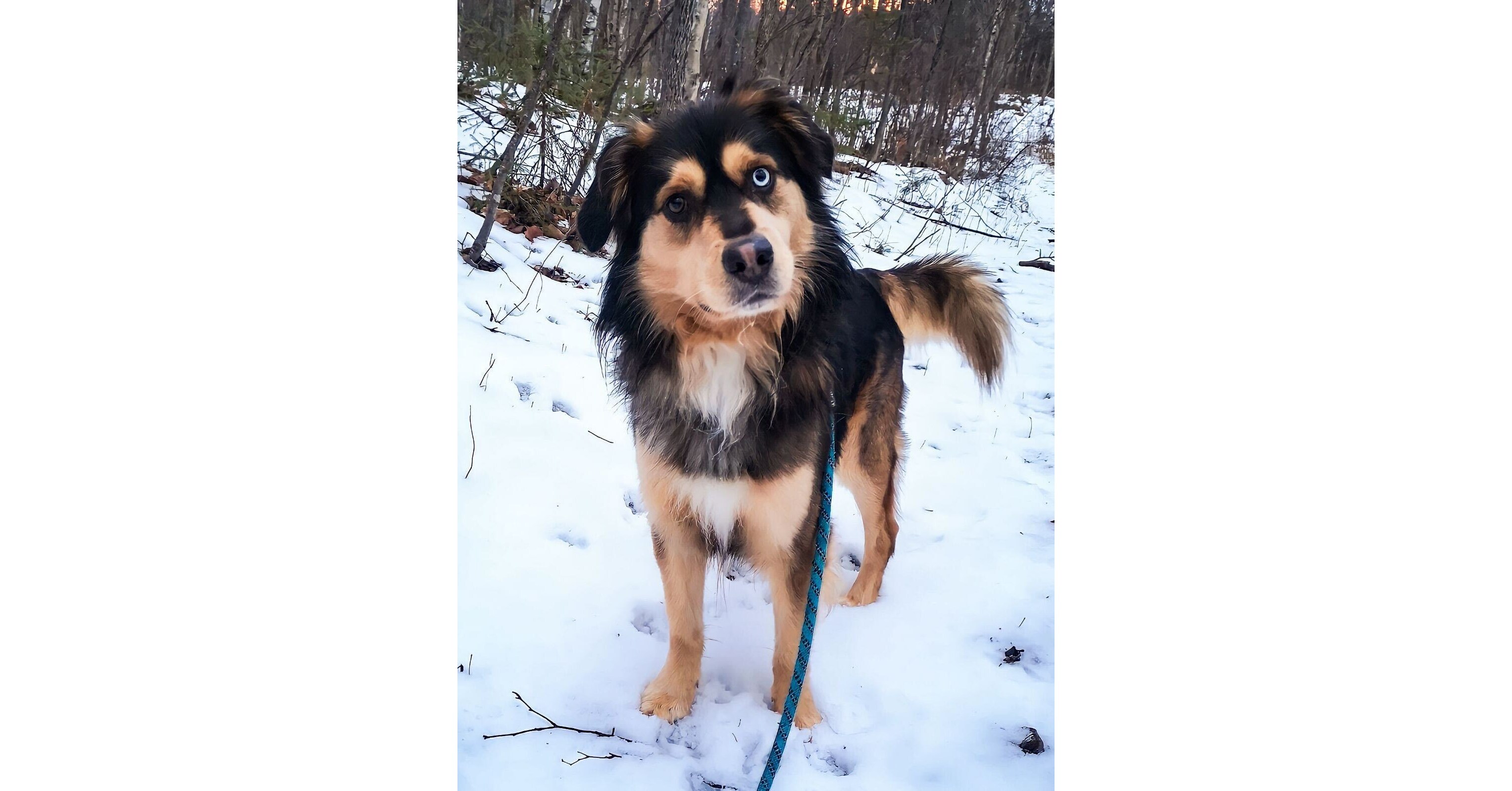 A Legacy of Bravery: Two Canadian Dogs Recognized For Saving Their ...