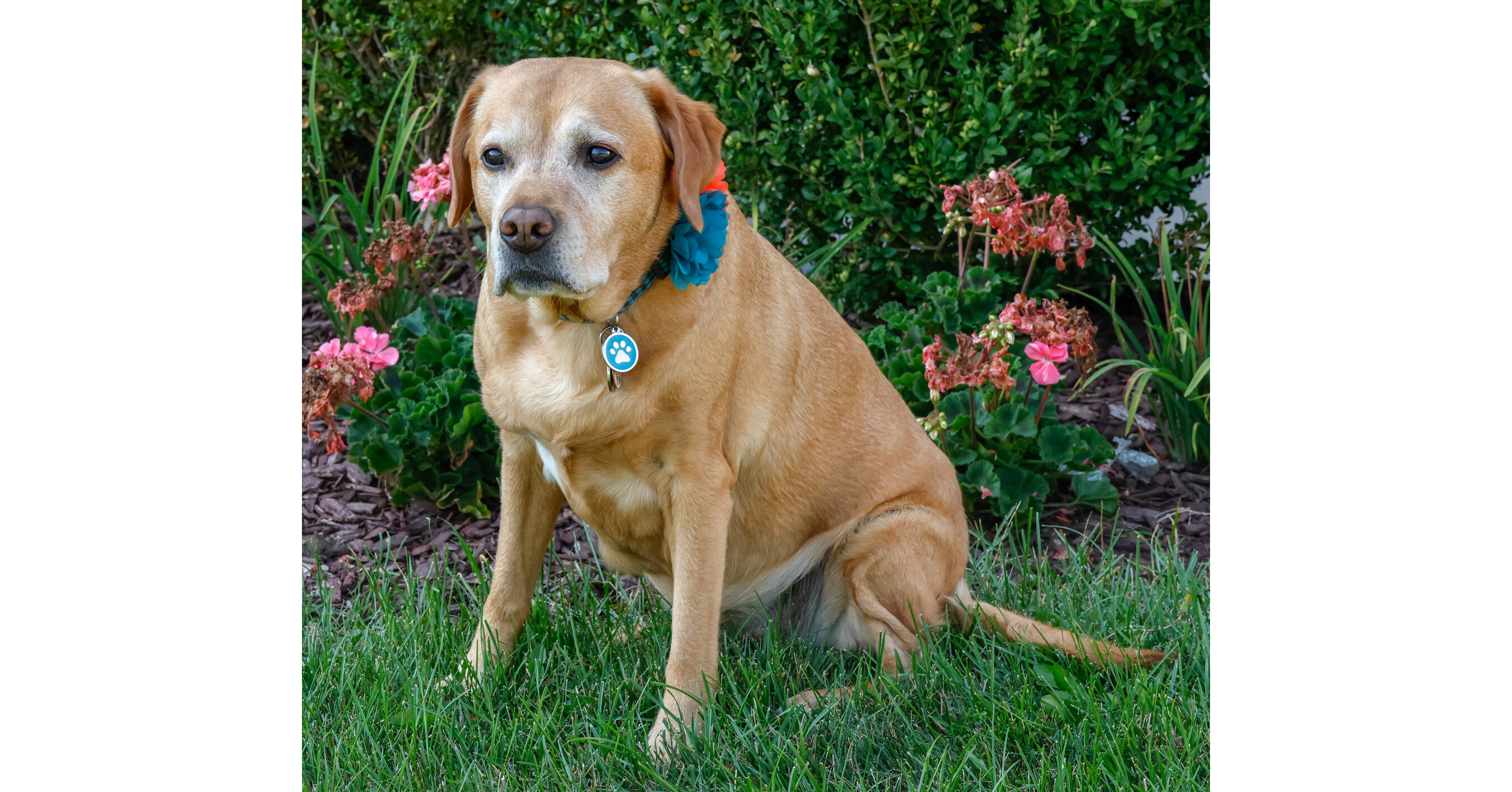 A Legacy of Bravery: Two Canadian Dogs Recognized For Saving Their ...