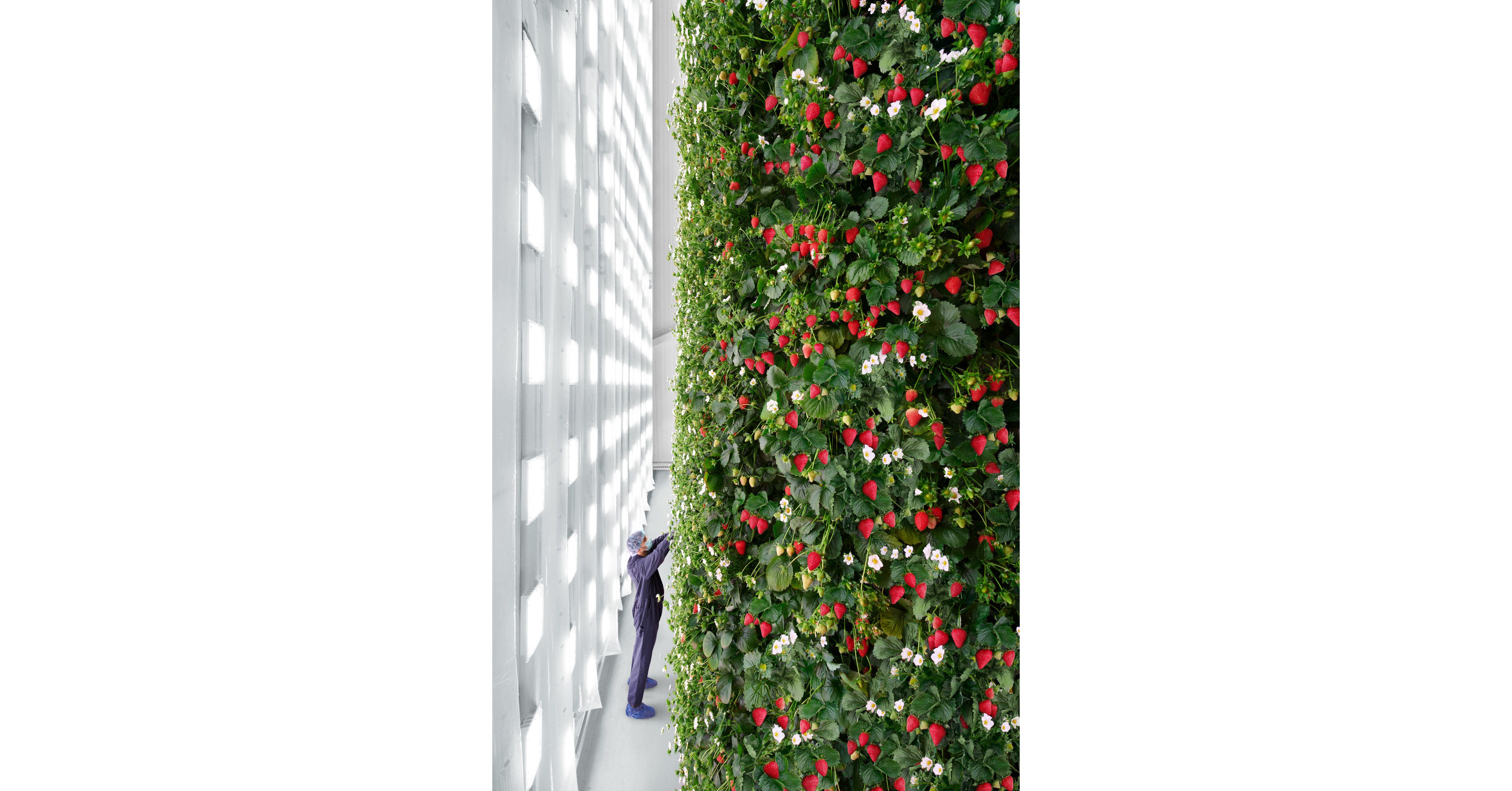 PLENTY OPENS WORLD'S FIRST FARM TO GROW INDOOR, VERTICALLY FARMED ...