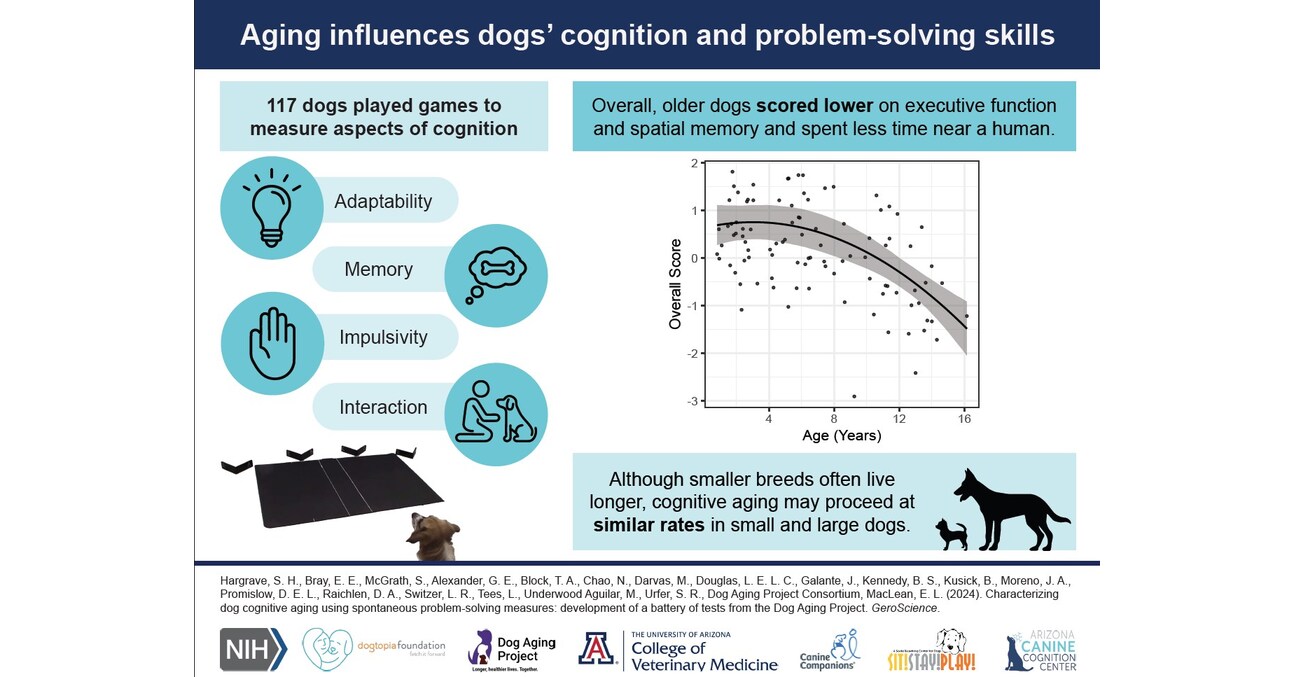 New Study Uncovers Key Findings on Cognitive Aging in Dogs