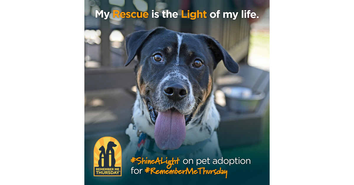 TODAY, GLOBAL PET ADOPTION AWARENESS CAMPAIGN - REMEMBER ME THURSDAY ...