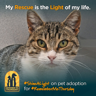 TODAY, GLOBAL PET ADOPTION AWARENESS CAMPAIGN - REMEMBER ME THURSDAY ...