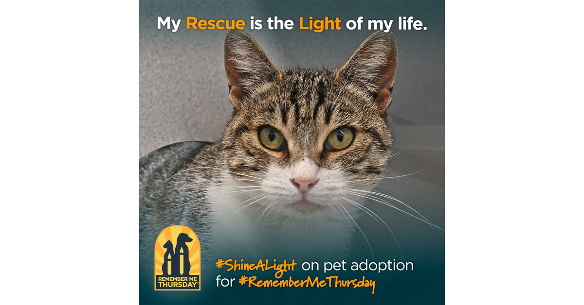 TODAY, GLOBAL PET ADOPTION AWARENESS CAMPAIGN - REMEMBER ME THURSDAY ...