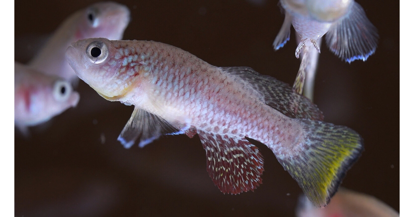 Stowers scientists uncover a critical component that helps killifish ...