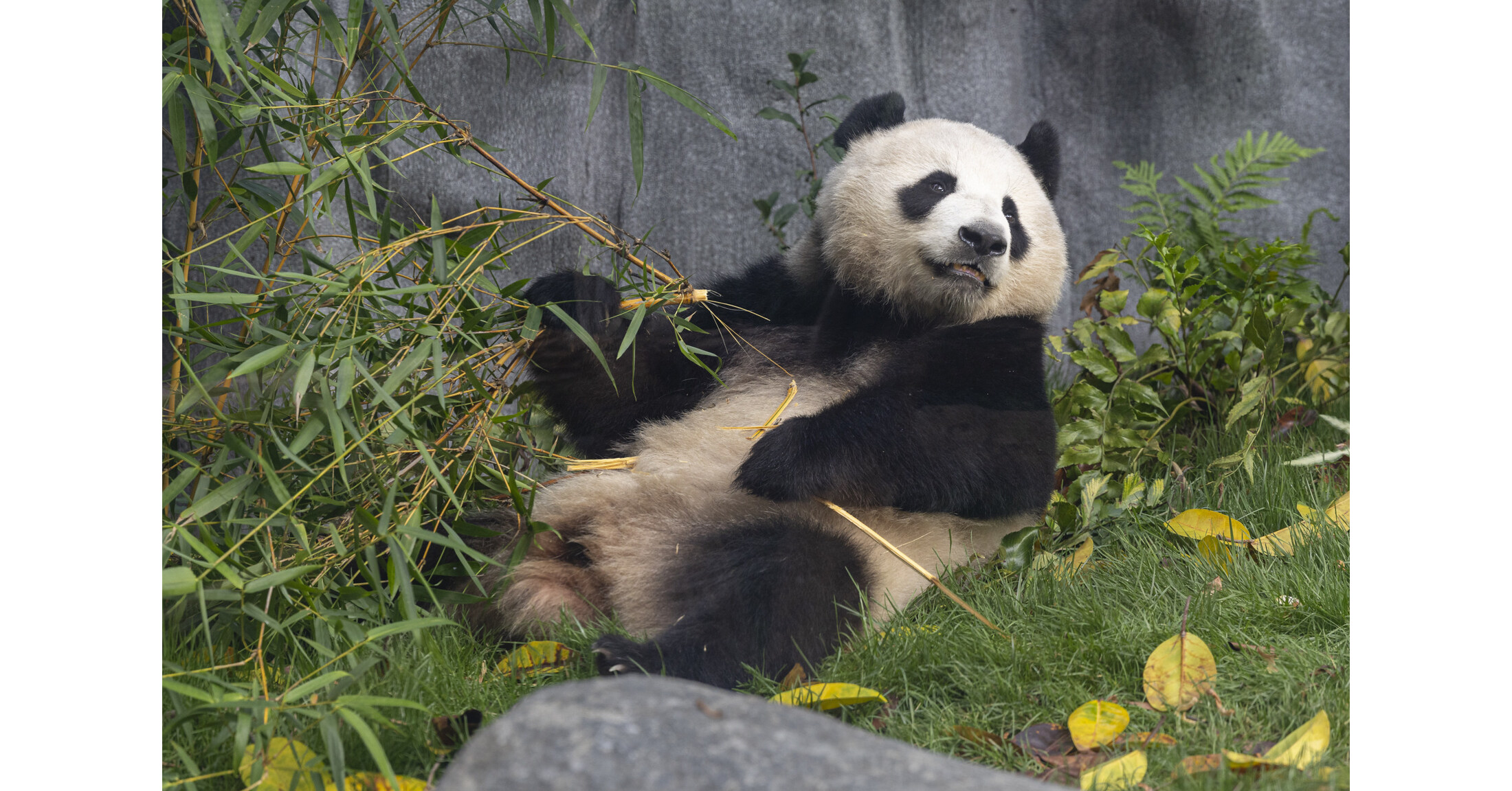 San Diego Zoo Wildlife Alliance To Participate in the 136th Rose Parade ...