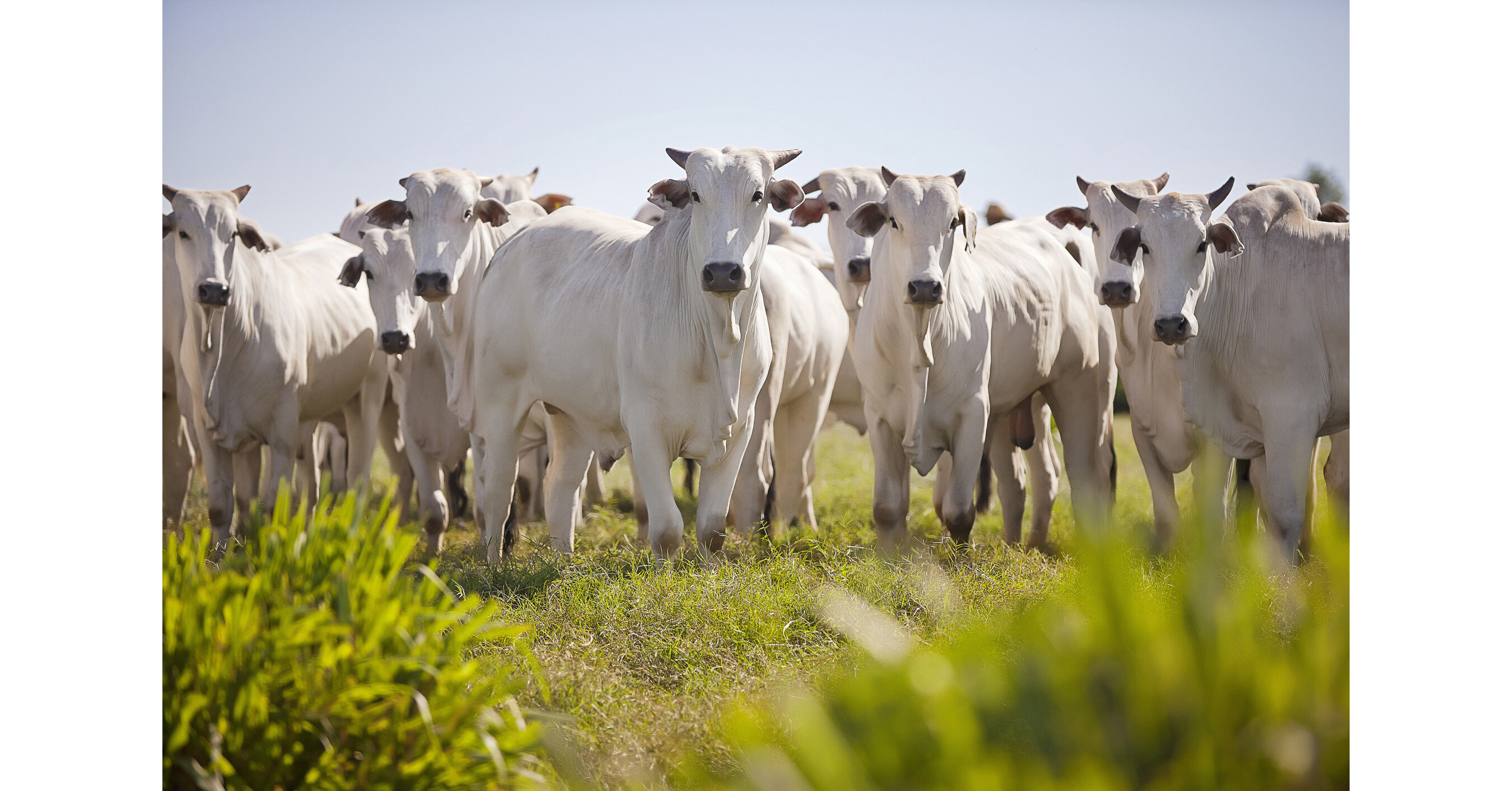 Rumin8 Achieves First Regulatory Approval in Brazil