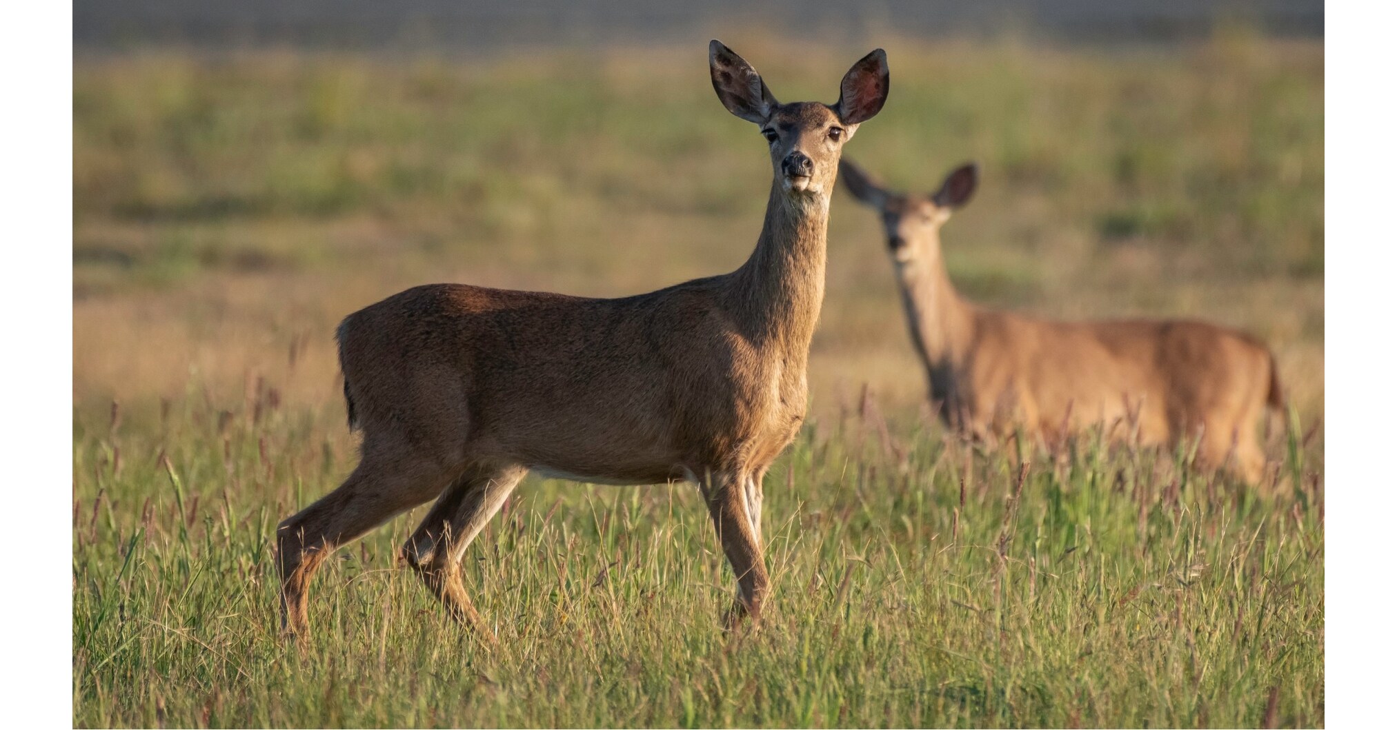 Genome BC Funds Crucial Research to Combat an Emerging Deer Disease in ...