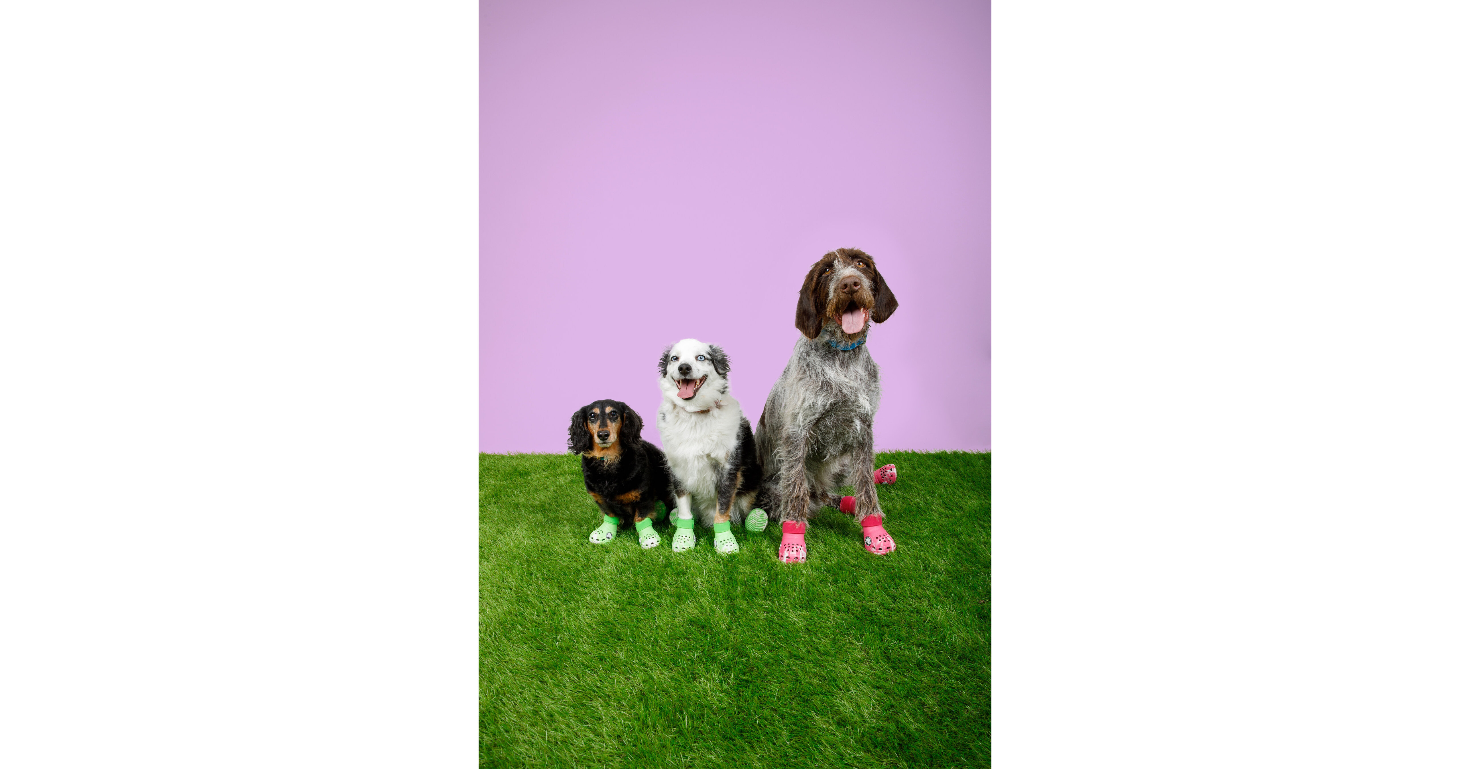 From Pet Crocs to a Life-Sized Crocs Costume, Croctober Makes Fans ...