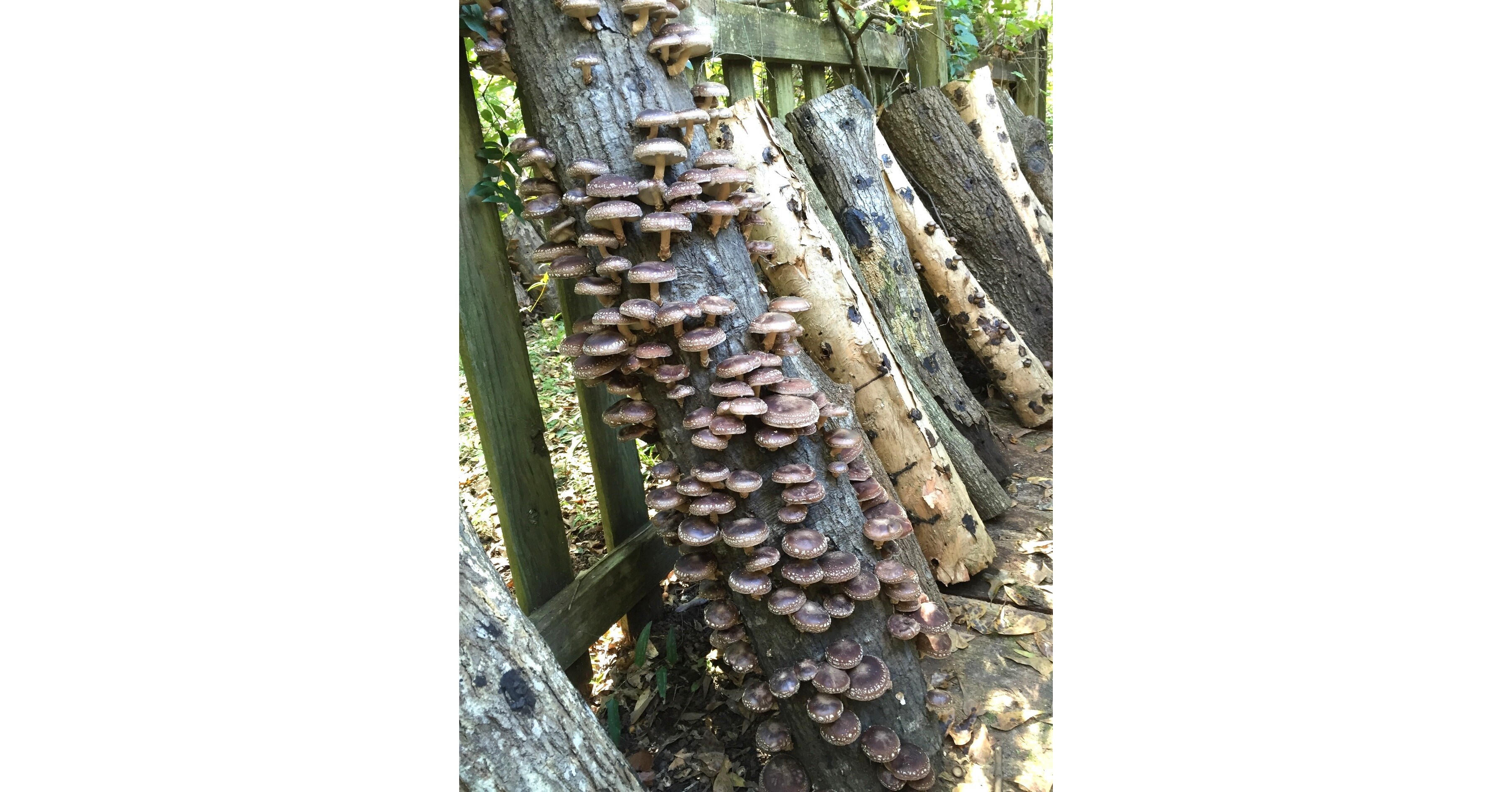 Mushroom Production Shows Promise with Invasive-Species Tree Logs