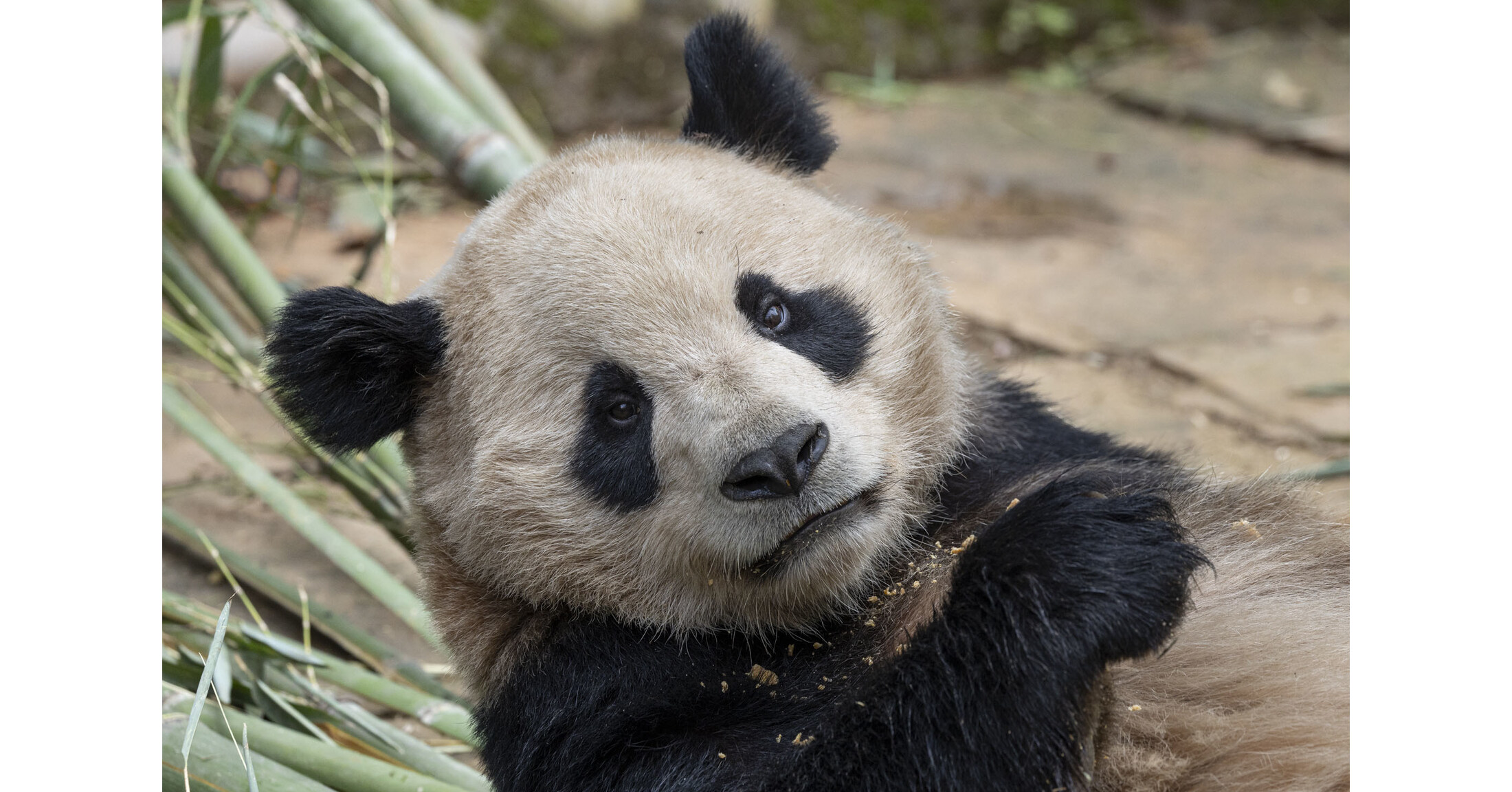 Journey Into Panda Ridge: Panda Camera Launches at the San Diego Zoo