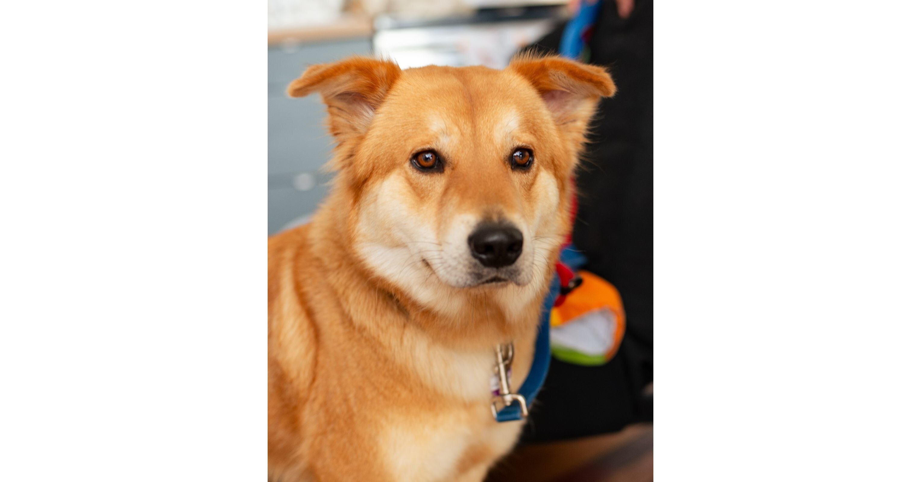 Redemption Paws Reaches Milestone: 4,000 Dogs Rescued and Counting