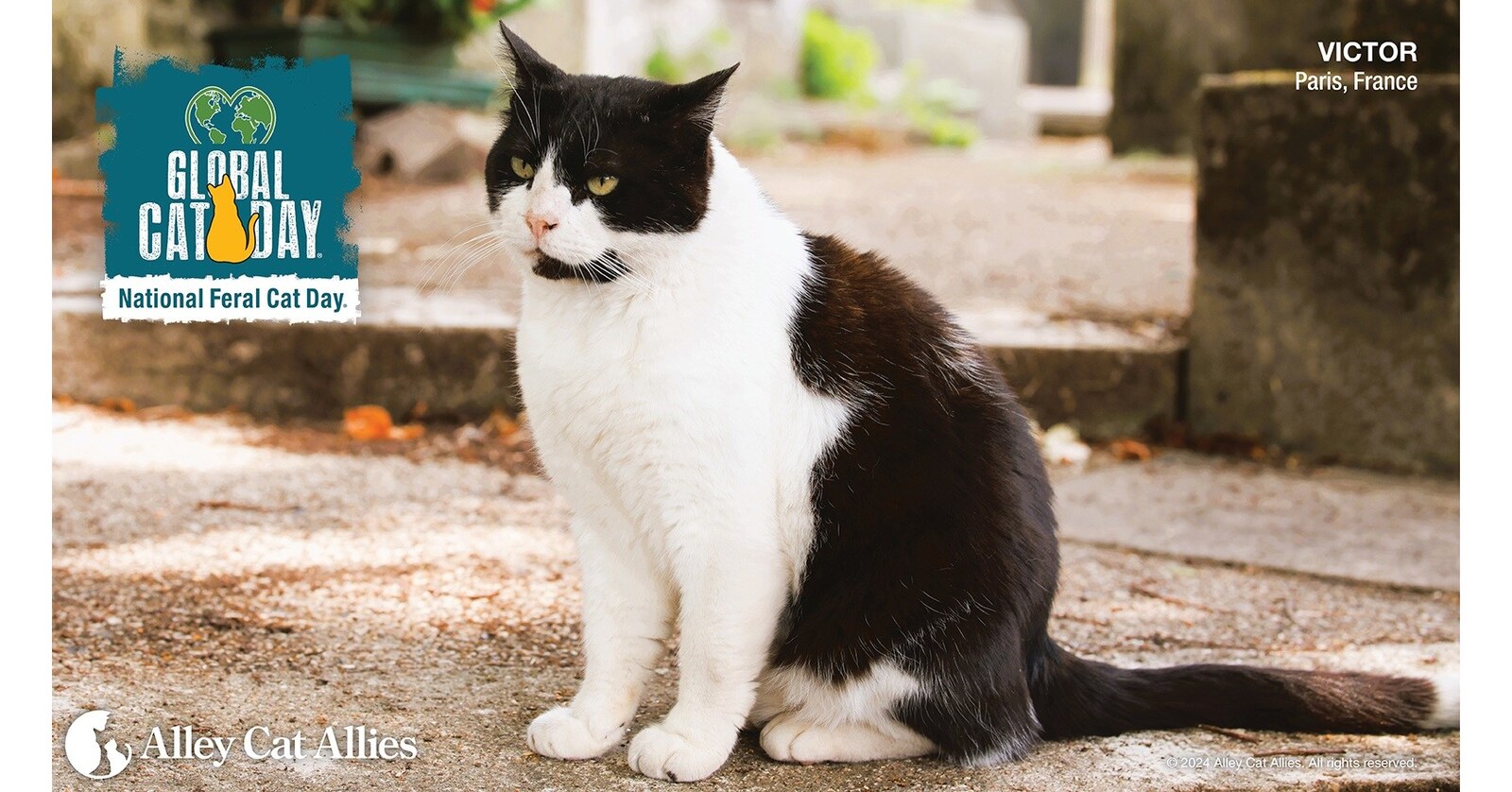 Alley Cat Allies Global Cat Day® and National Feral Cat Day® are October 16