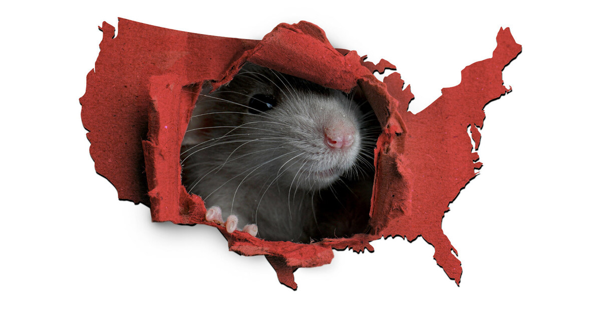 This Year Marks a Decade of Chicago as the Rattiest City in America