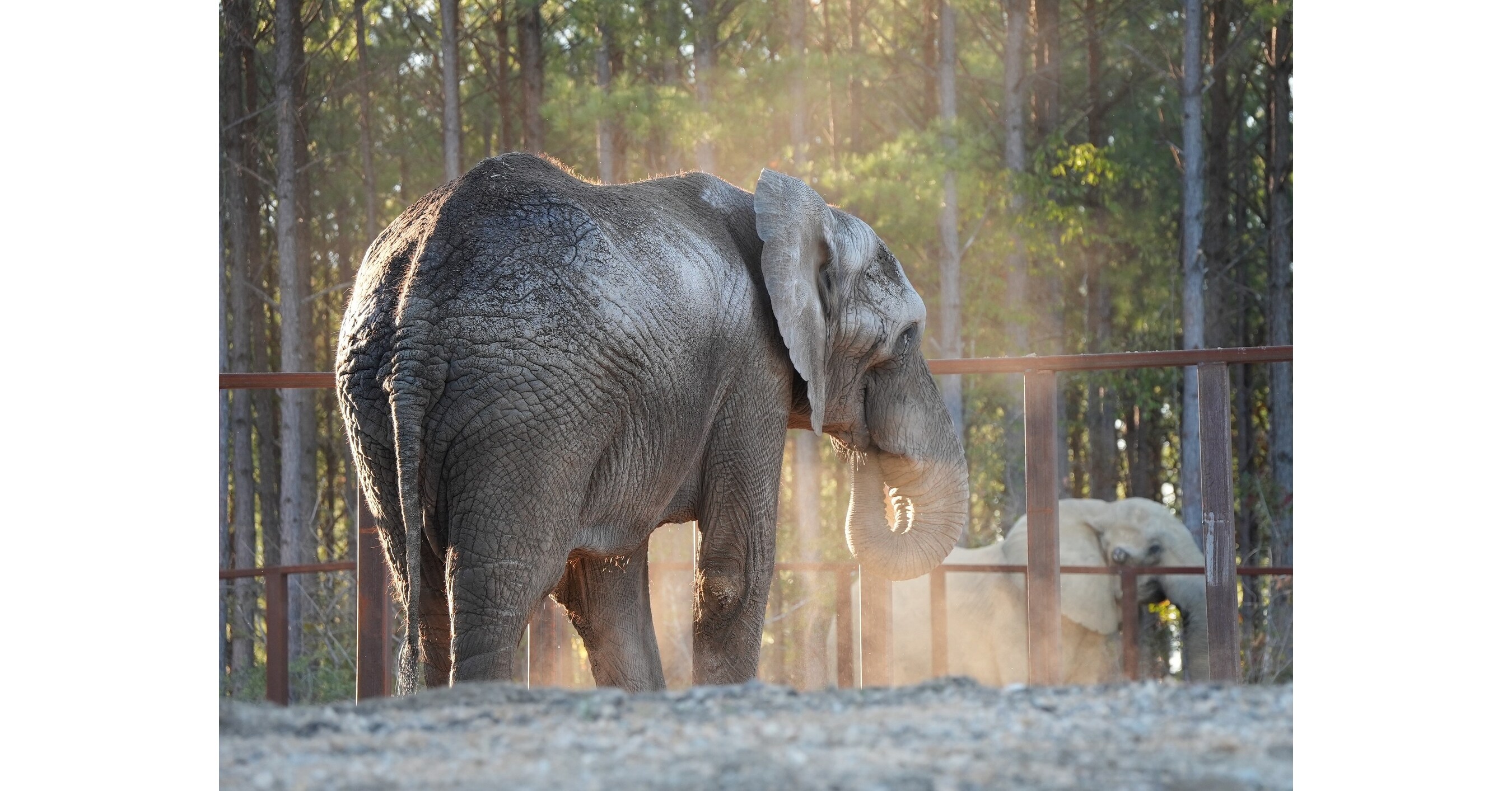 Oakland Zoo's Last African Male Elephant, Osh, Moves to New Home at The ...