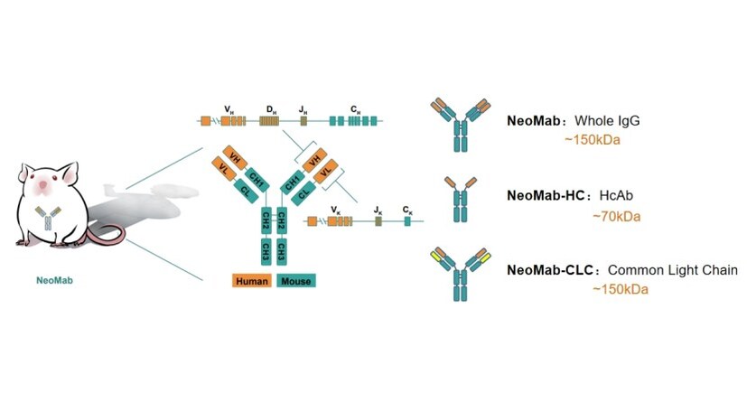 NeoMab Fully Human Antibody Discovery Platform: A New Flexible Mouse ...
