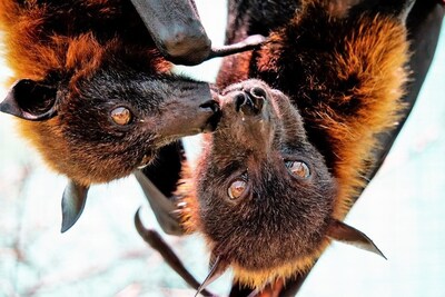 Bats Could Be Superior Beings - The Malaysian Reserve
