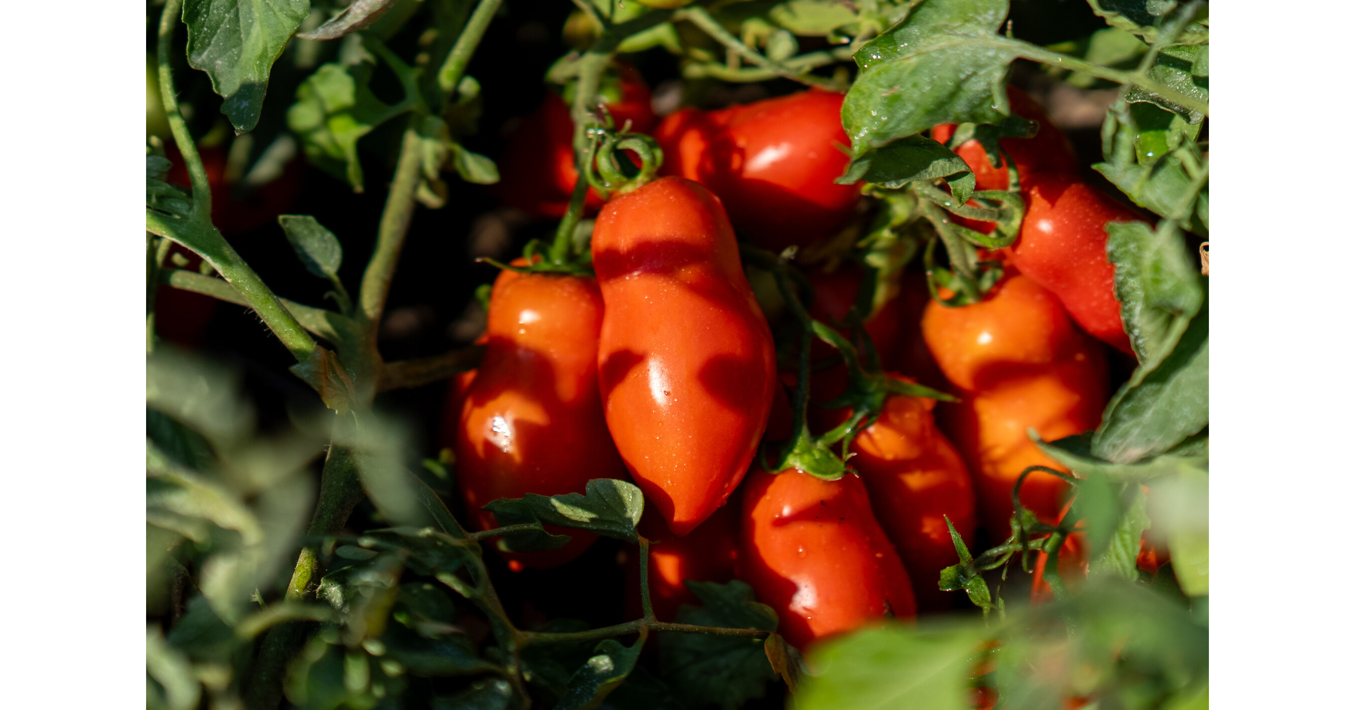 Made in Italy processed tomatoes make an impact on the European market ...
