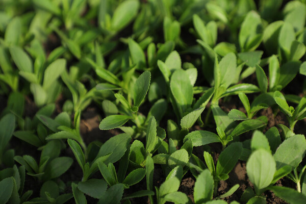 Tate & Lyle and Manus partner to expand access to all-Americas-sourced ...