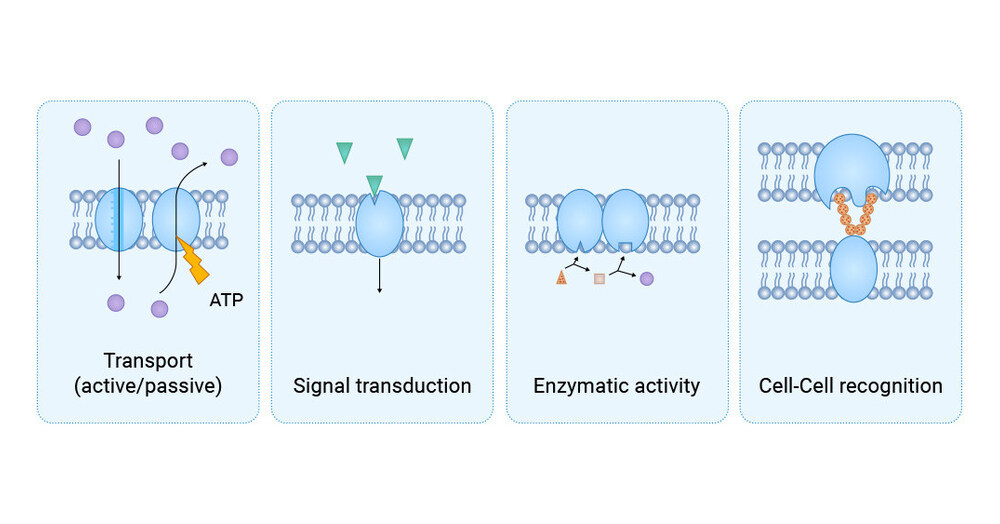 CUSABIO Transmembrane Proteins: Driving Breakthroughs in Therapeutic Antibody Discovery
