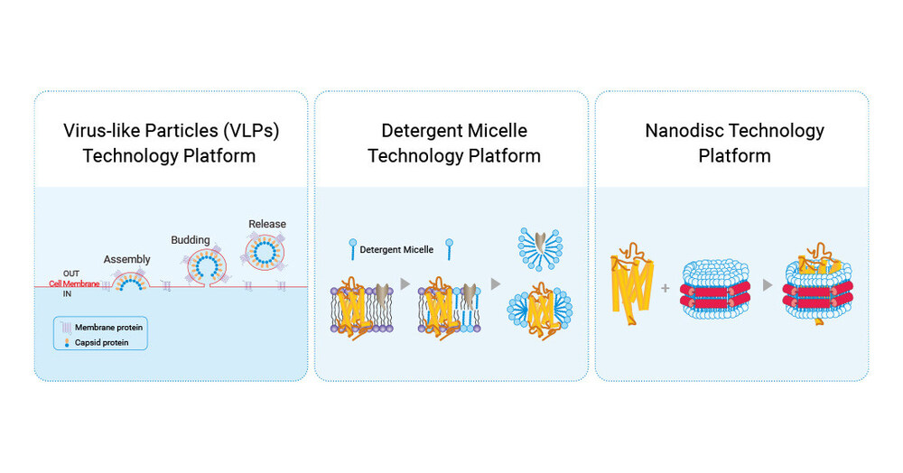 CUSABIO Transmembrane Proteins: Driving Breakthroughs in Therapeutic Antibody Discovery