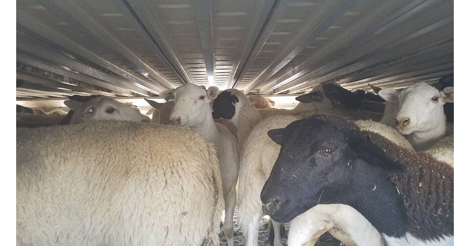 Denver Voters to Decide Fate of City's Last Slaughterhouse in Historic ...