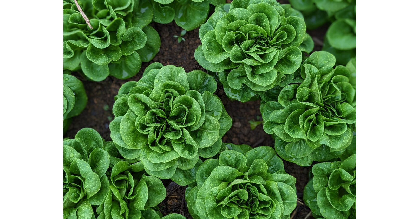 Frederick Health Partners with Local Farm on Healthy Foods Program