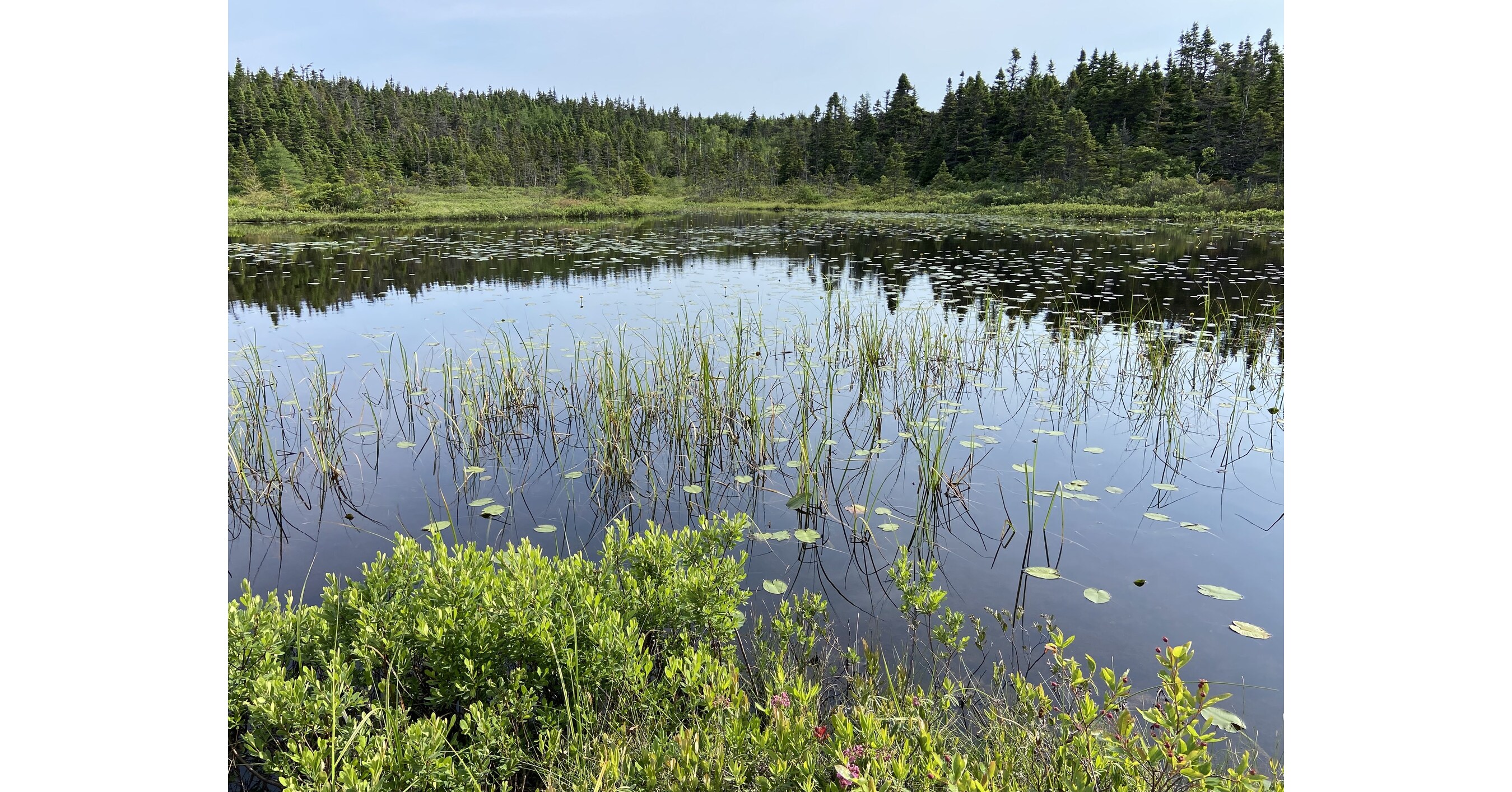 Canards Illimités Canada protège un habitat urbain essentiel à St. John's