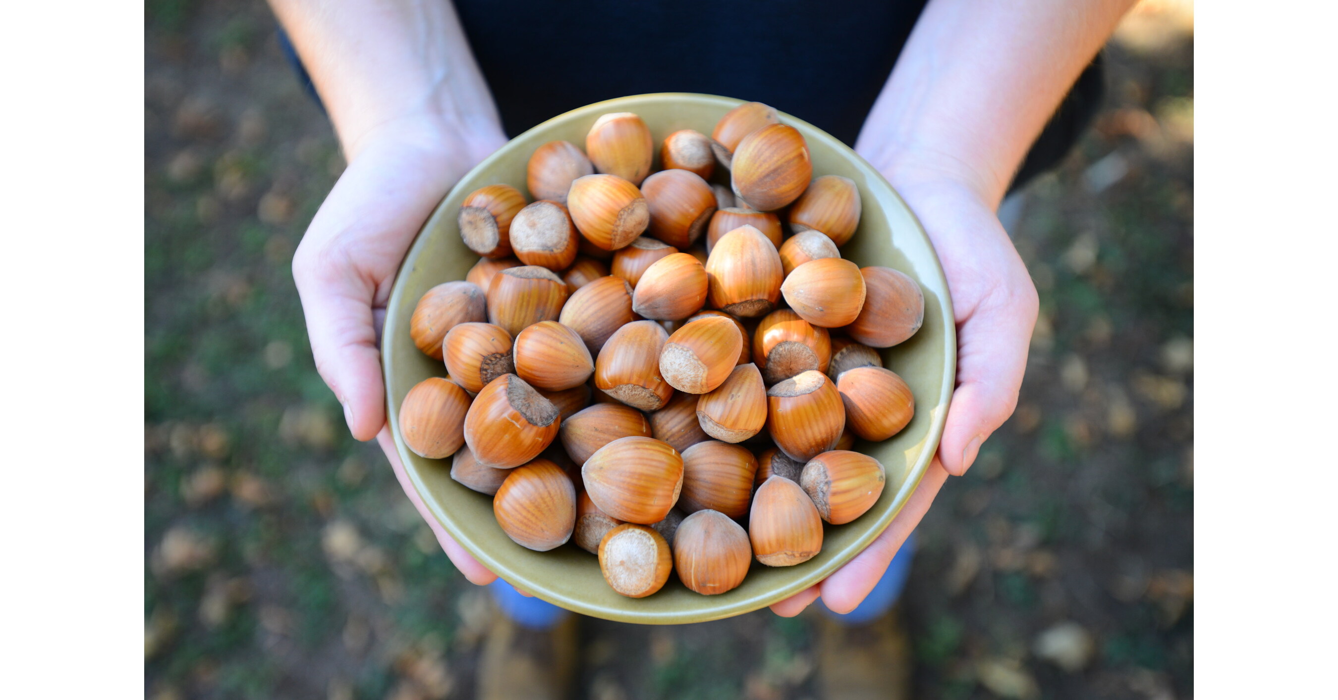 Ferrero invests in U.S. hazelnut farming with research grants to ...