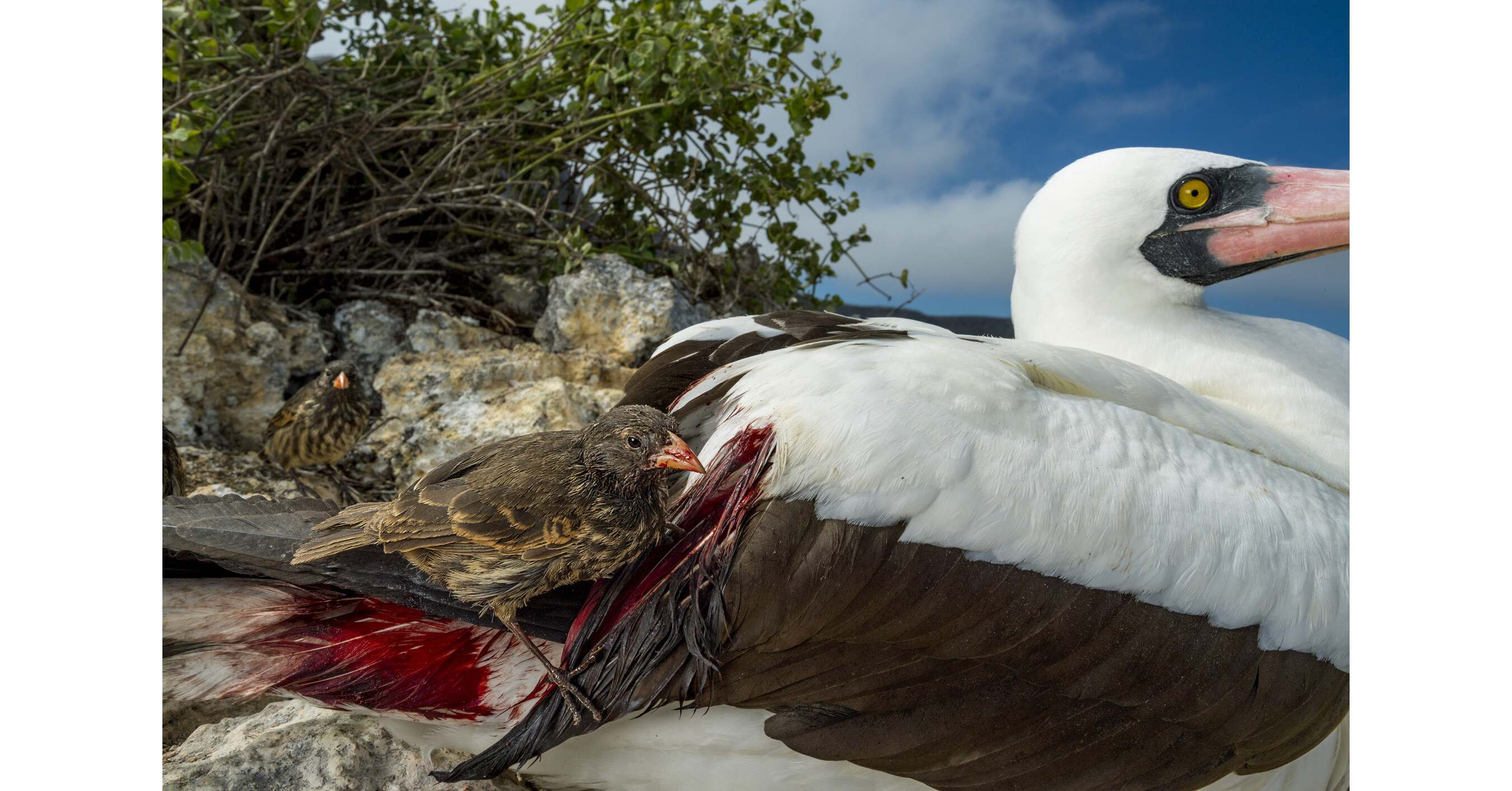 National Geographic Explorer Thomas Peschak to Receive 2025 Eliza ...