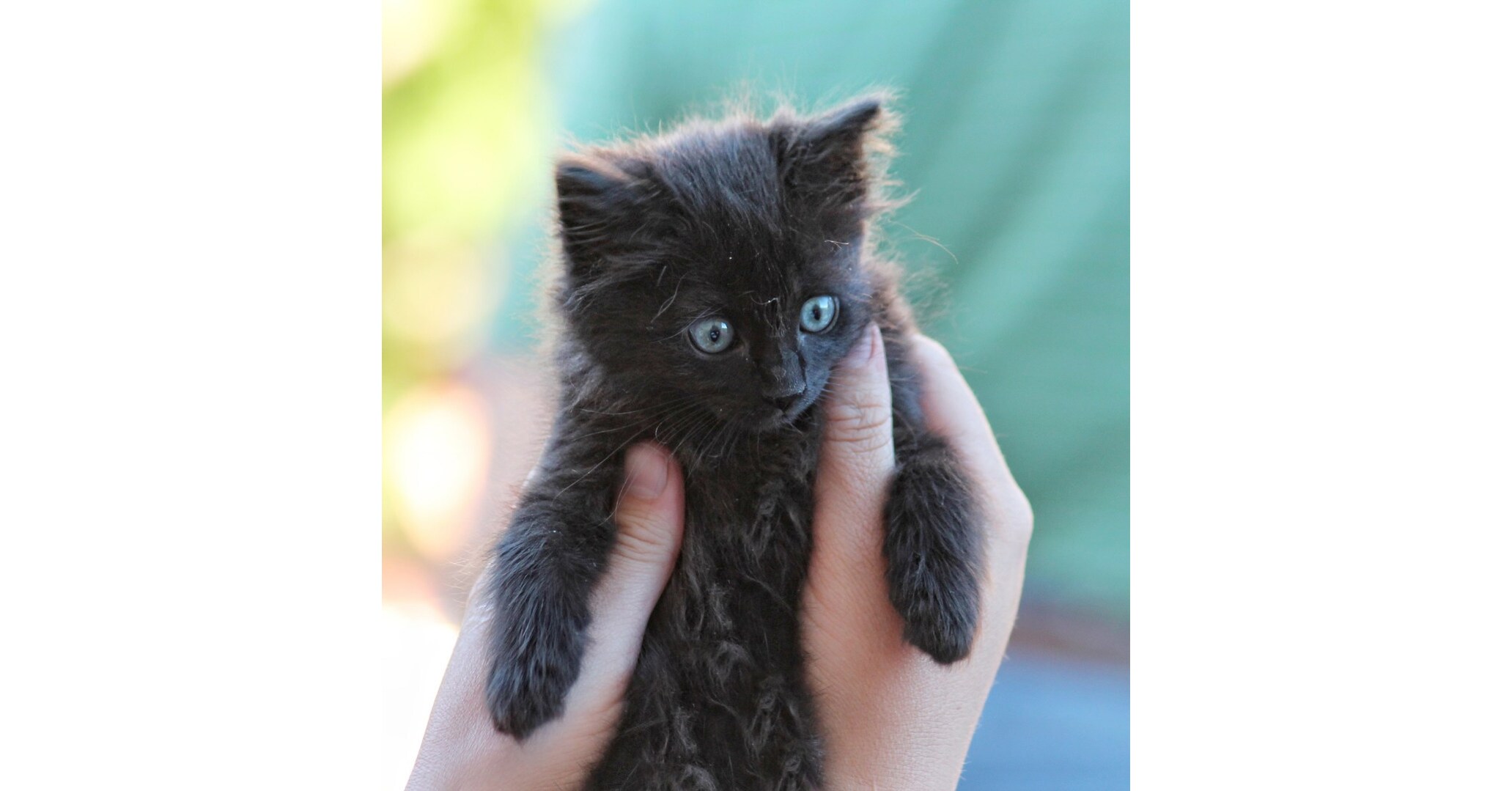 Top trends in pet insurance: Insights from Embrace Pet Insurance's Q3 ...