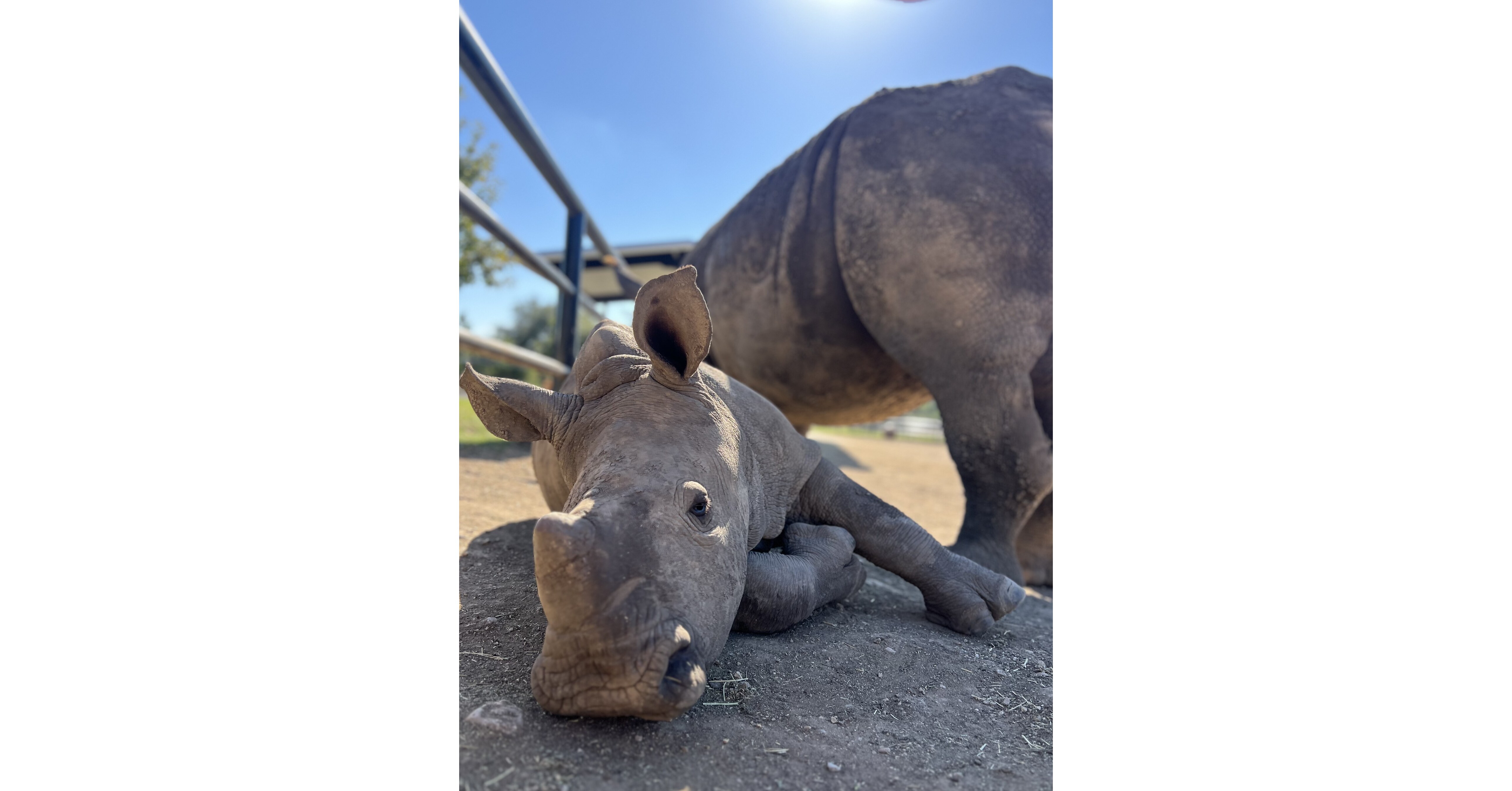 Natural Bridge Wildlife Ranch's southern white rhino breeding program ...