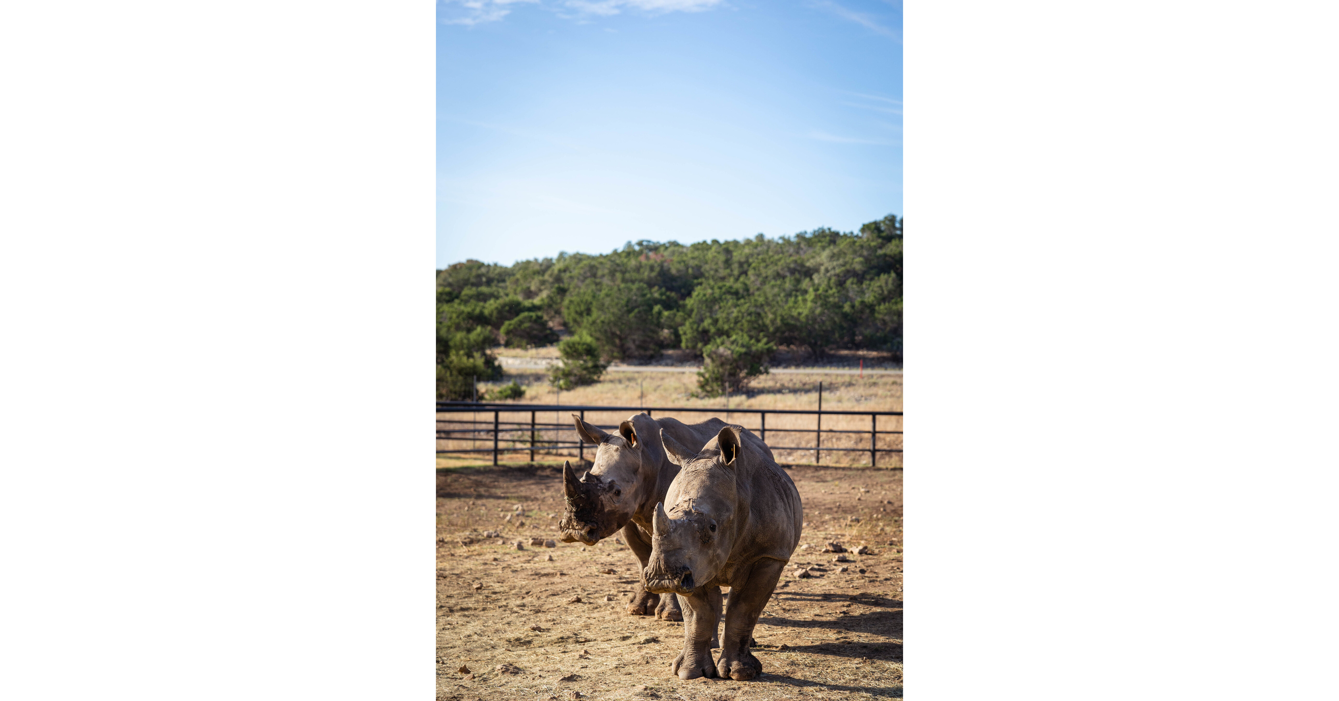Natural Bridge Wildlife Ranch's southern white rhino breeding program ...