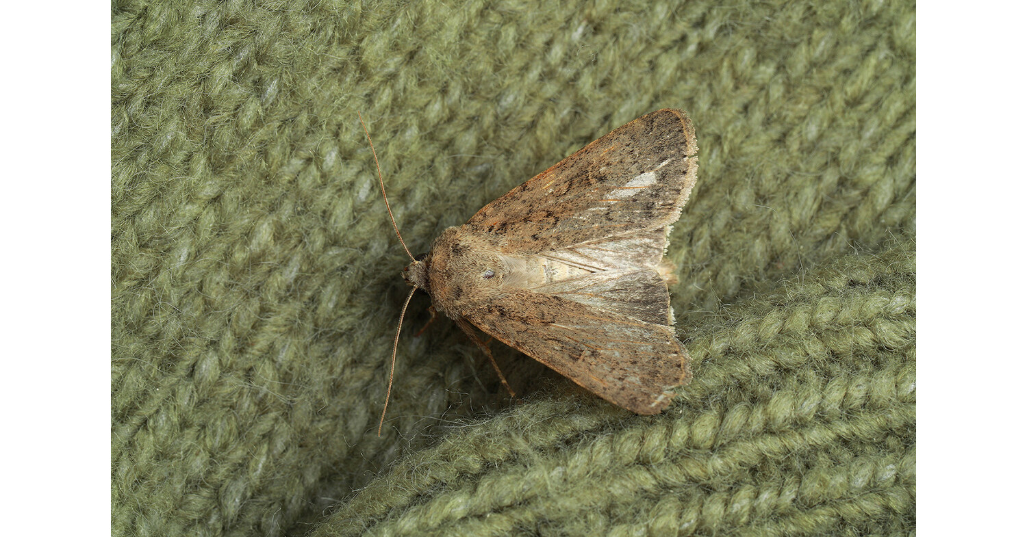 Moth vs. Sweater. Wondercide Shares Smarter Approaches for Sweater Care ...