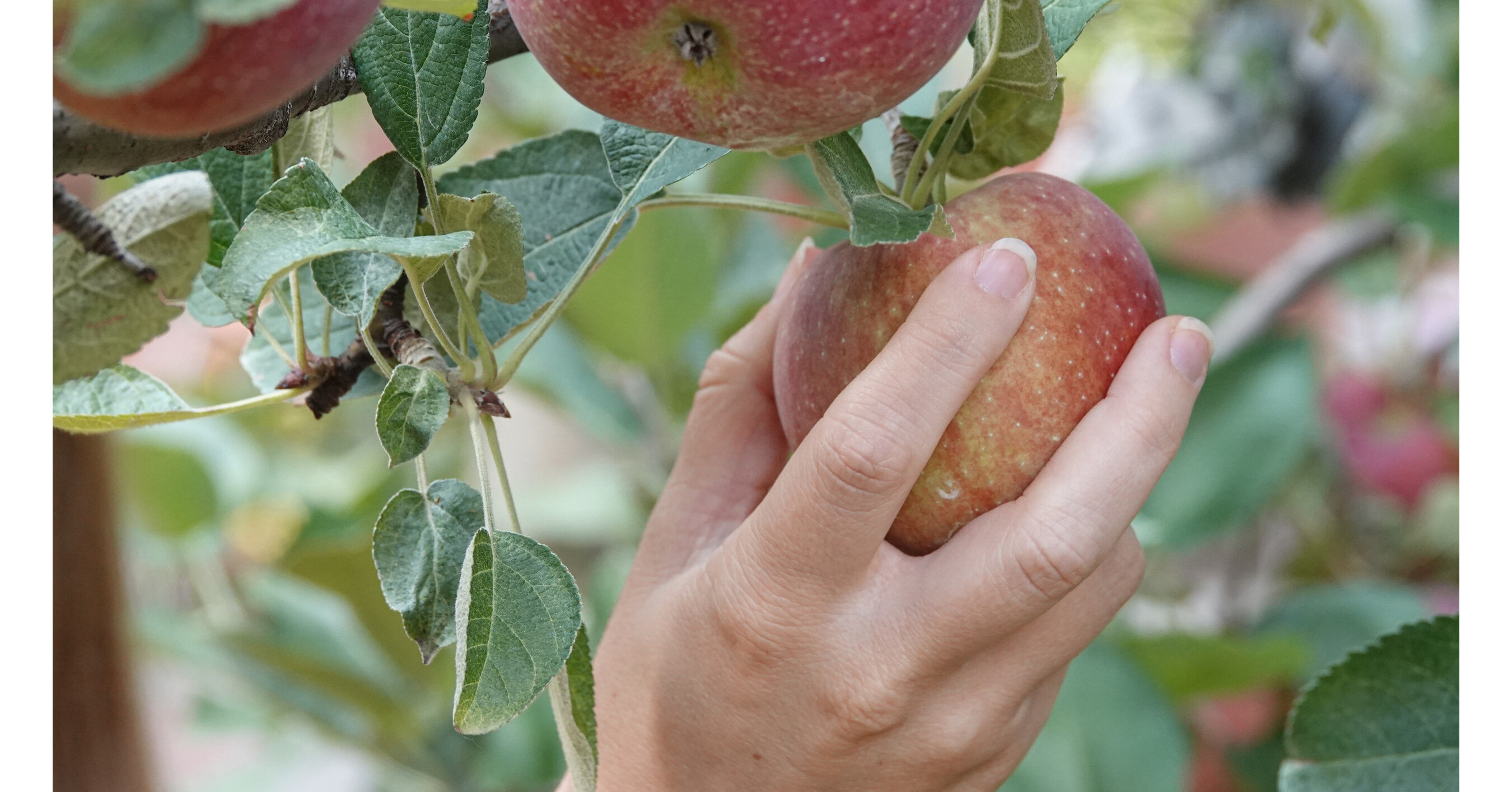 Puratos USA Hosts Fruit Experience in New Jersey