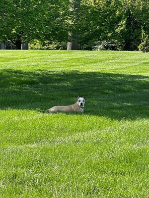The TurfMutt Foundation Identifies the Top Backyarding Trends for 2025 ...