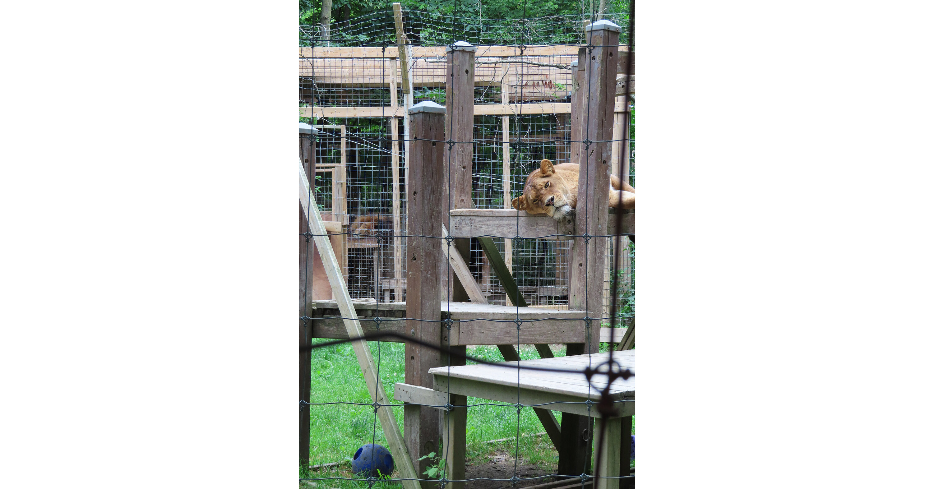 Landmark Bill Introduced in Ontario to Protect Captive Wildlife and ...