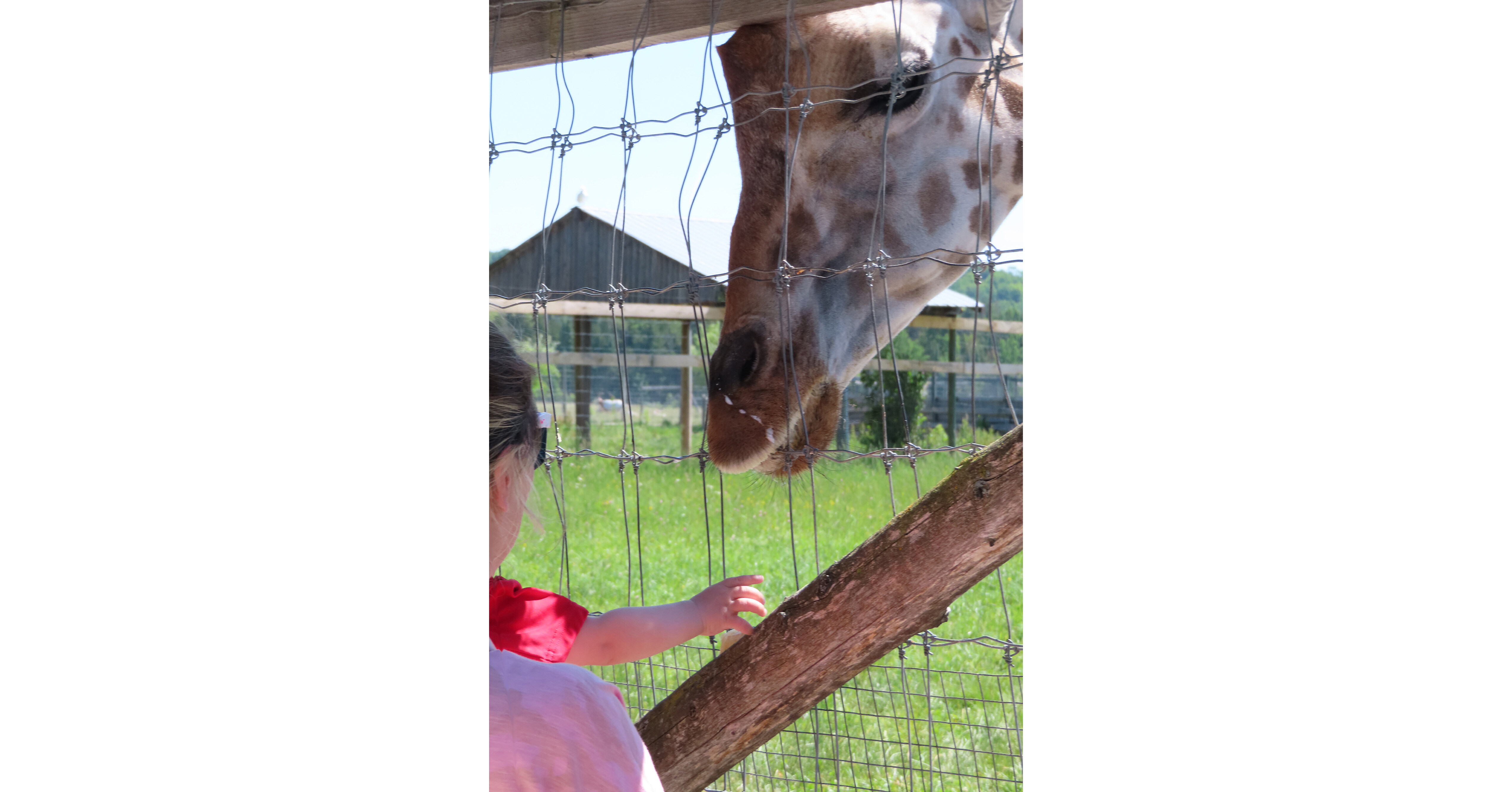 Landmark Bill Introduced in Ontario to Protect Captive Wildlife and ...