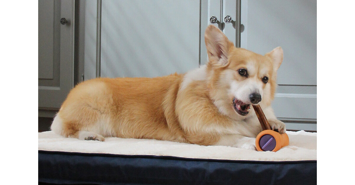 Safe Chewing Can Reduce Anxiety in Dogs During the Hectic Holidays