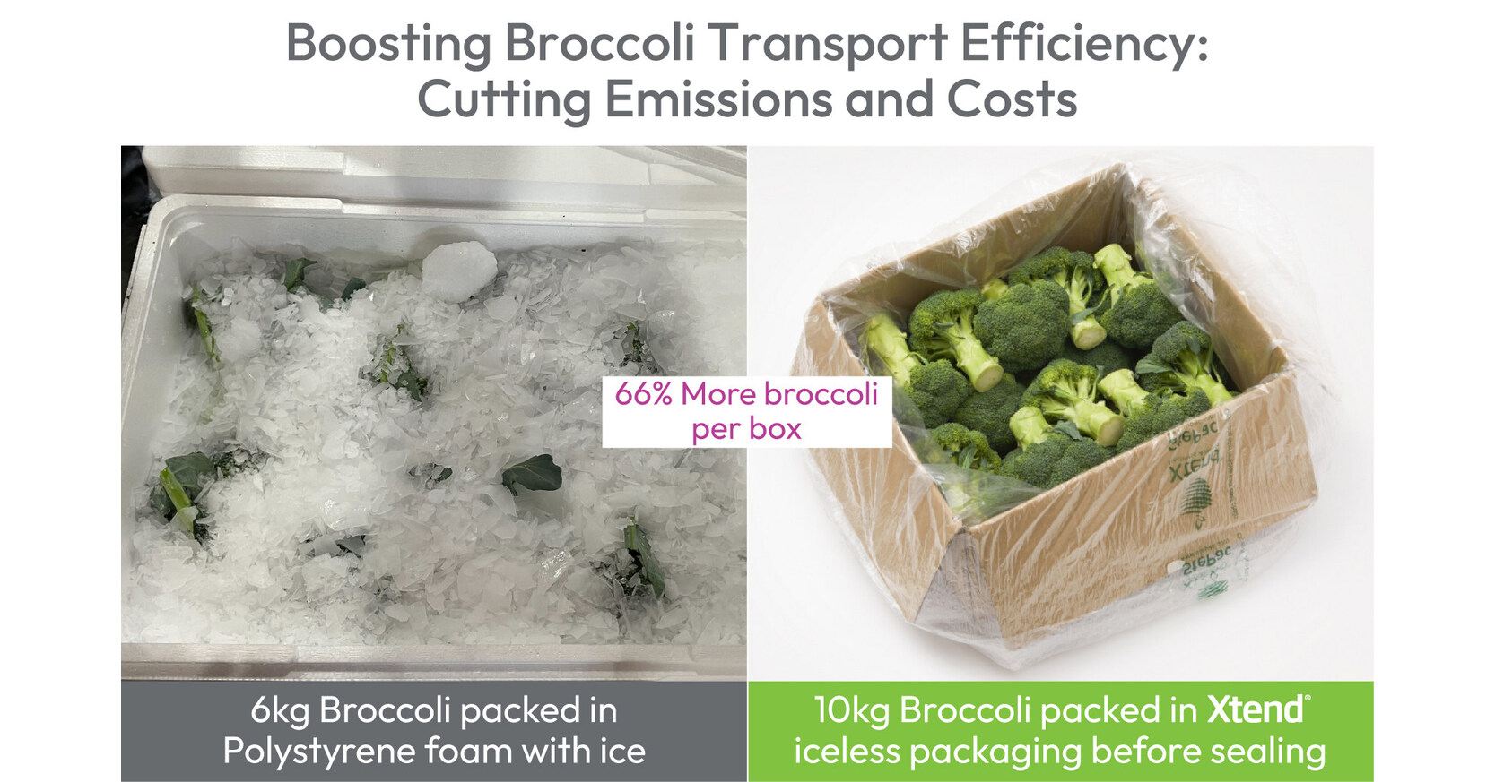 StePacPPC Creates a Greener Route for Broccoli