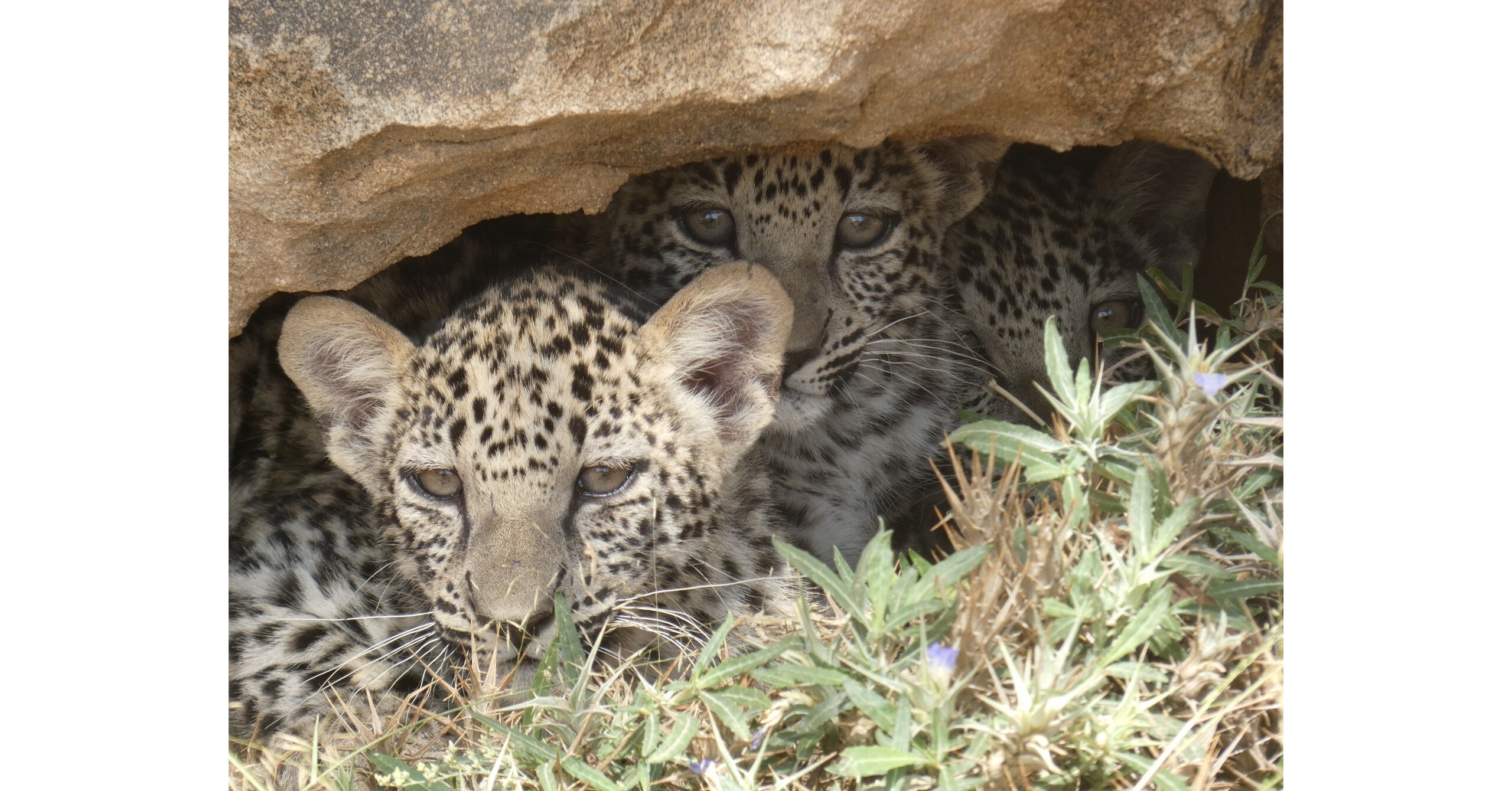 ROYAL COMMISSION FOR ALULA'S ARABIAN LEOPARD CONSERVATION PROGRAMME ...