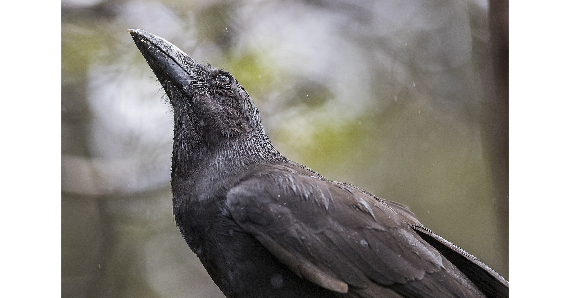 Five 'Alalā Raised by San Diego Zoo Wildlife Alliance Released on Maui ...