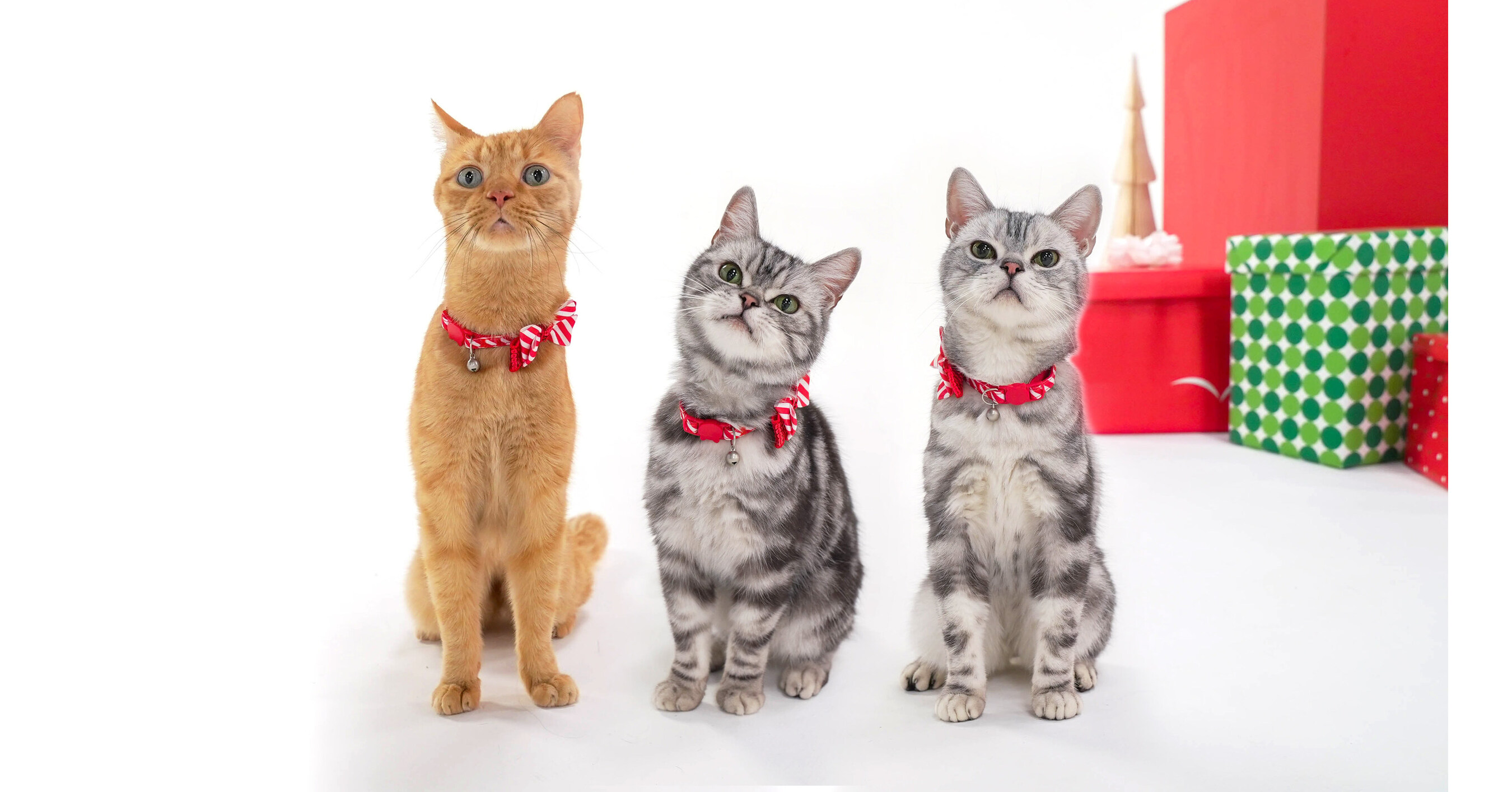 PetSmart Launches Streaming Experience for Cats and Dogs to End Holiday ...