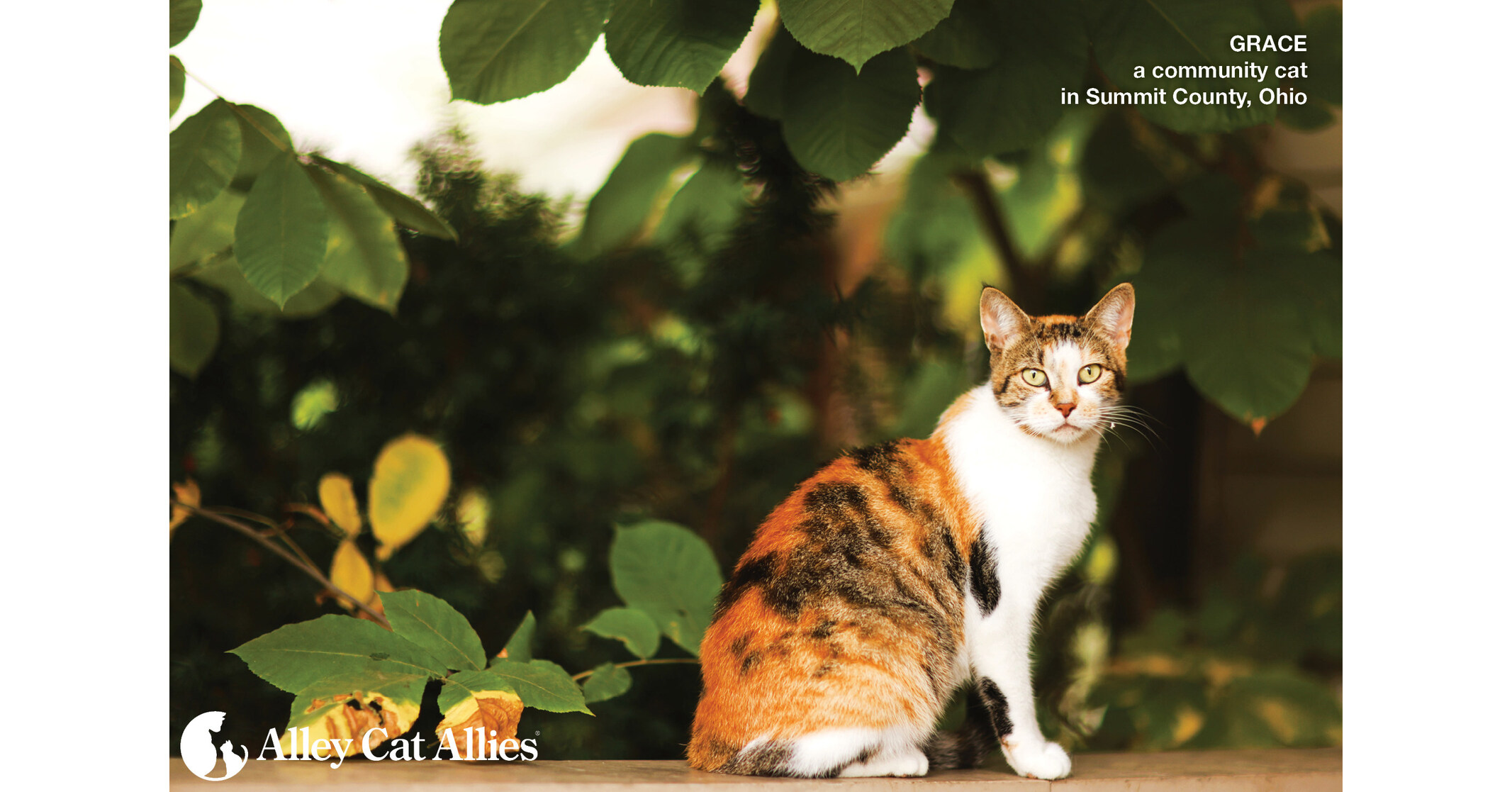 Alley Cat Allies Files Lawsuit To Stop the Illegal Killing of Cats in ...