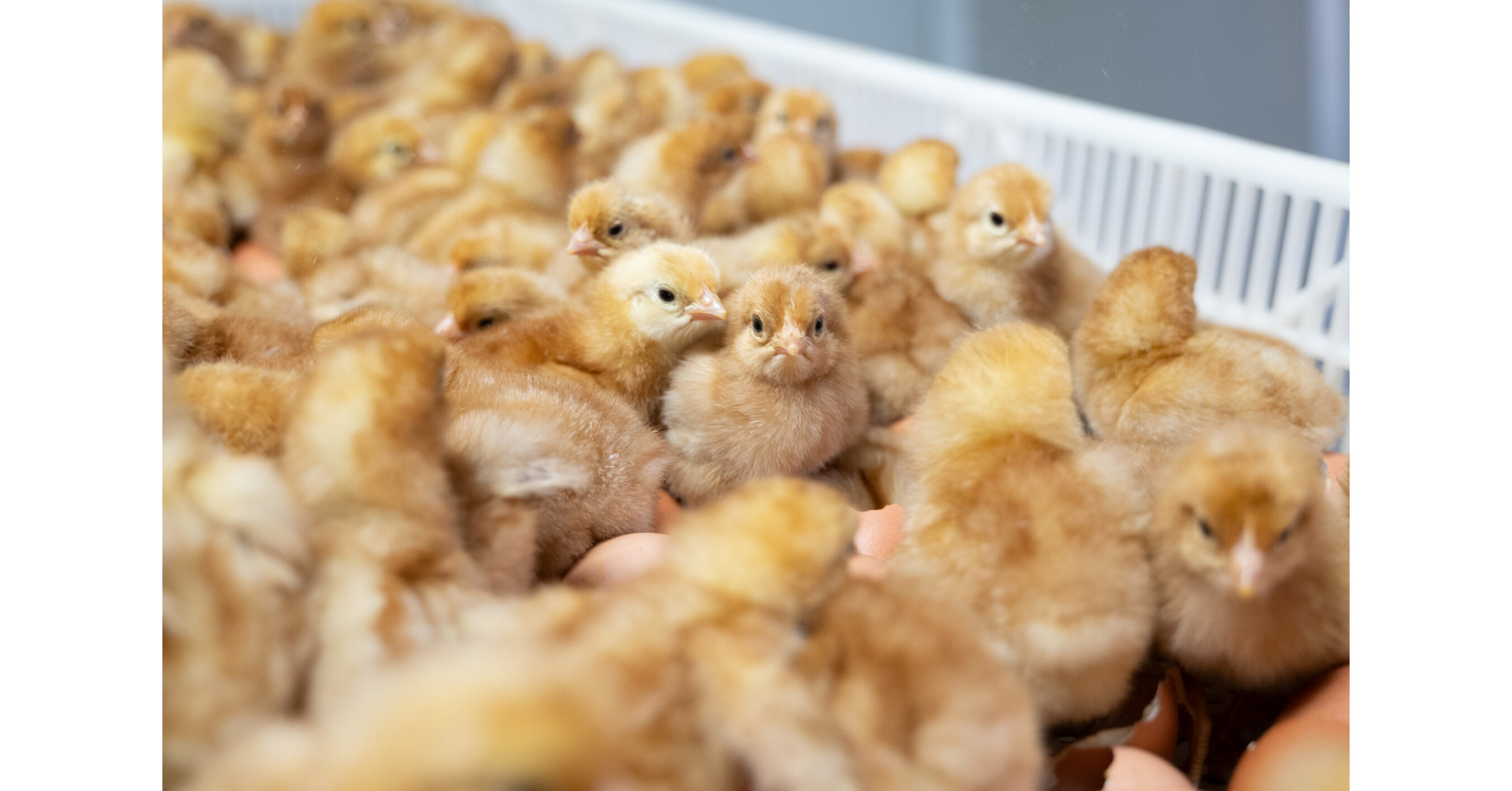 NestFresh Welcomes the First In-Ovo Sexed Flock in the U.S., Marking a ...