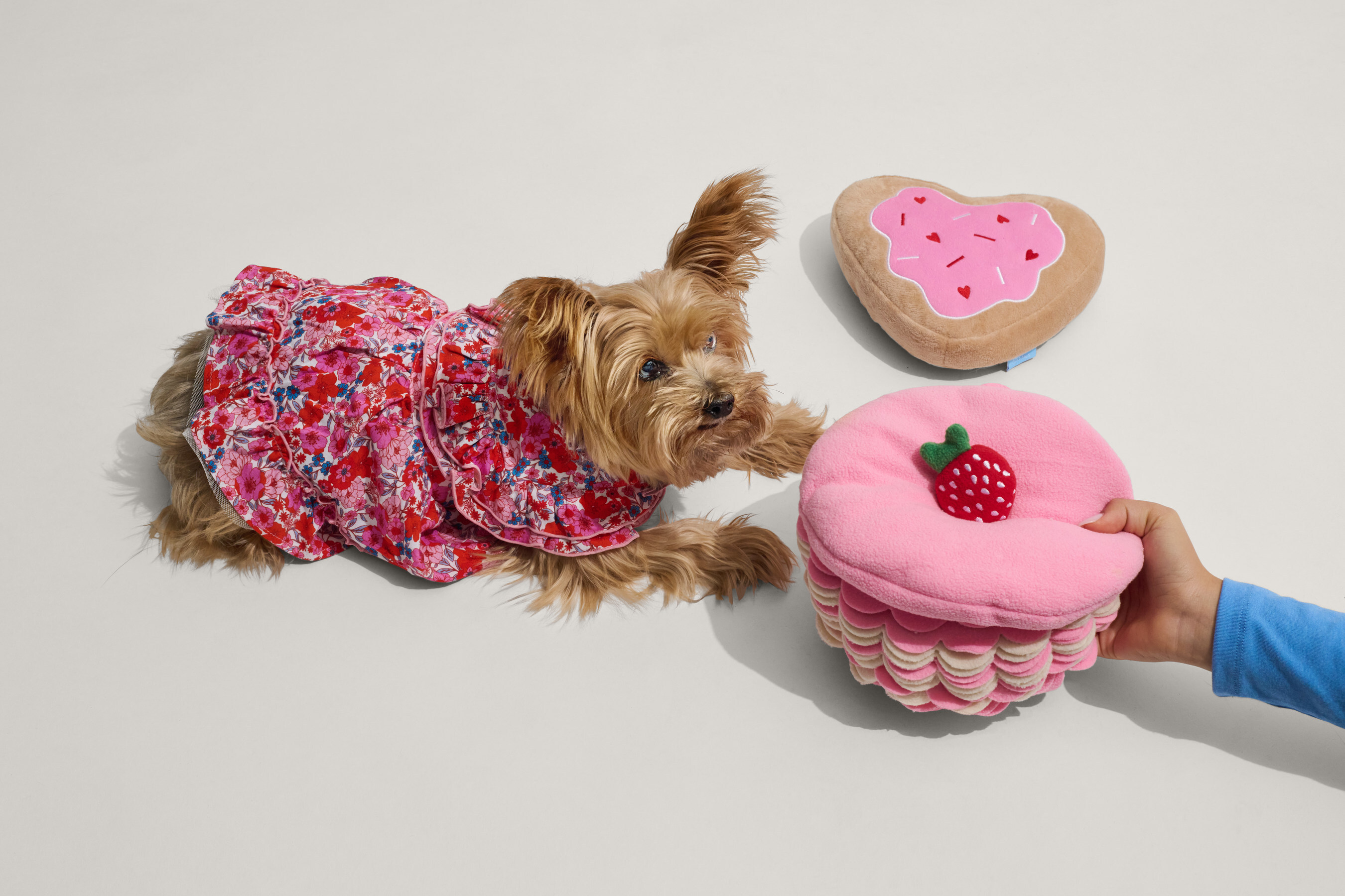 Petco Dogs Norwalk Woman Heartbroken After Her Beloved 6 Year Old Dog