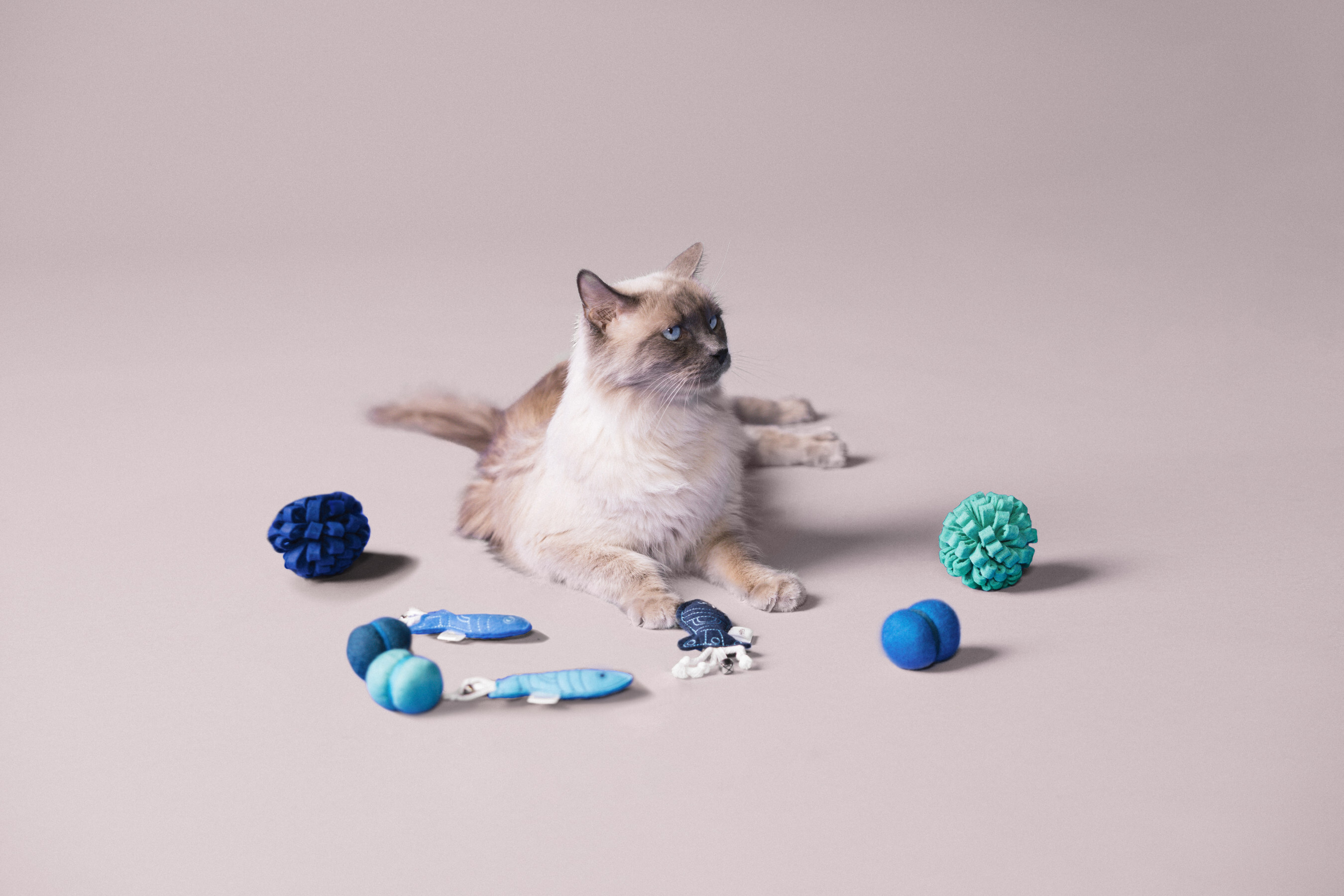 Petco Pets Meet Your New Best Friend: Dog Adoption Day At Petco