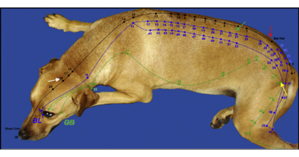 Wags Animal Hospital Announces the Addition of Acupuncture Therapy and ...